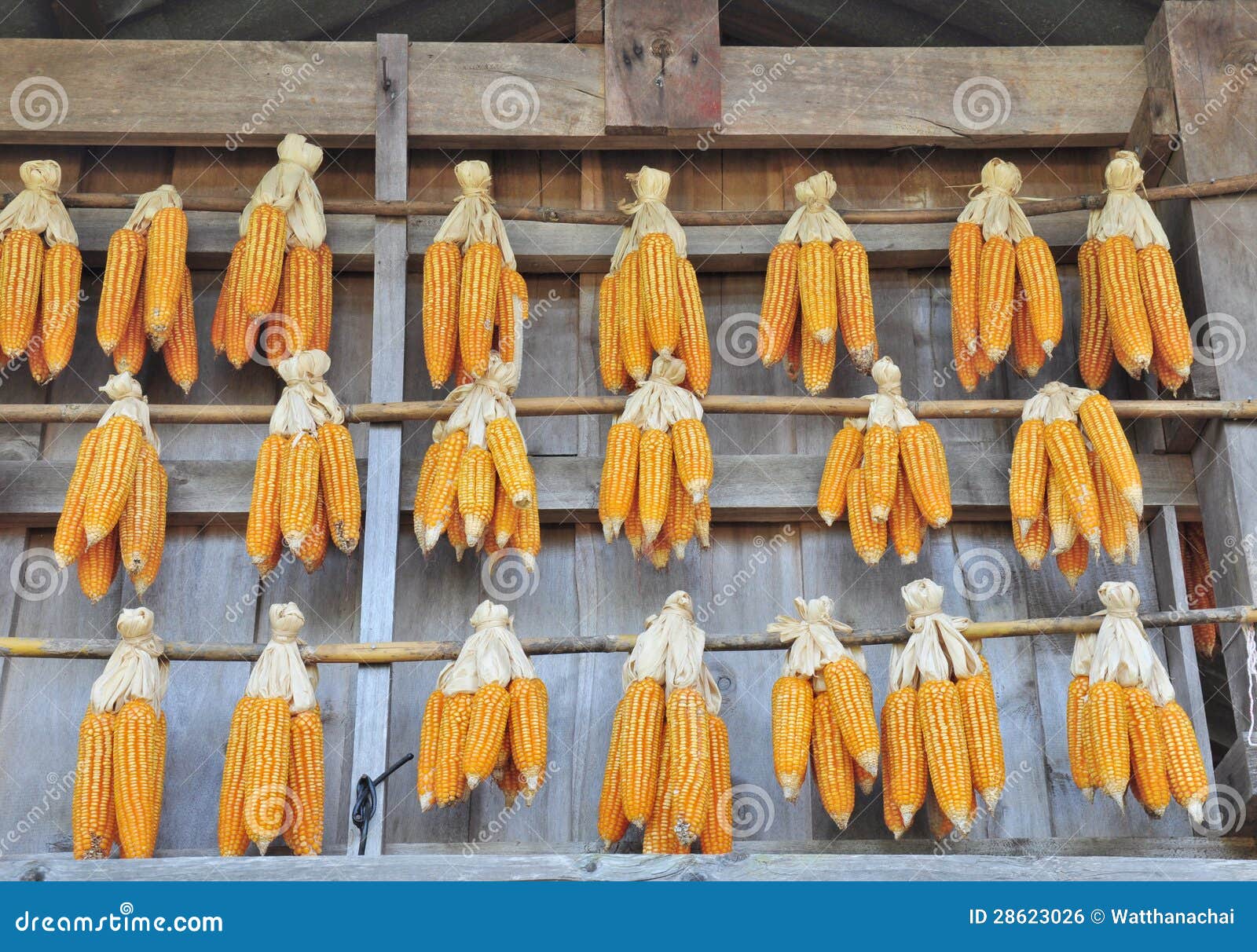 Mazorca De Maíz Seca Colgante. Foto de archivo - Imagen de planta ...