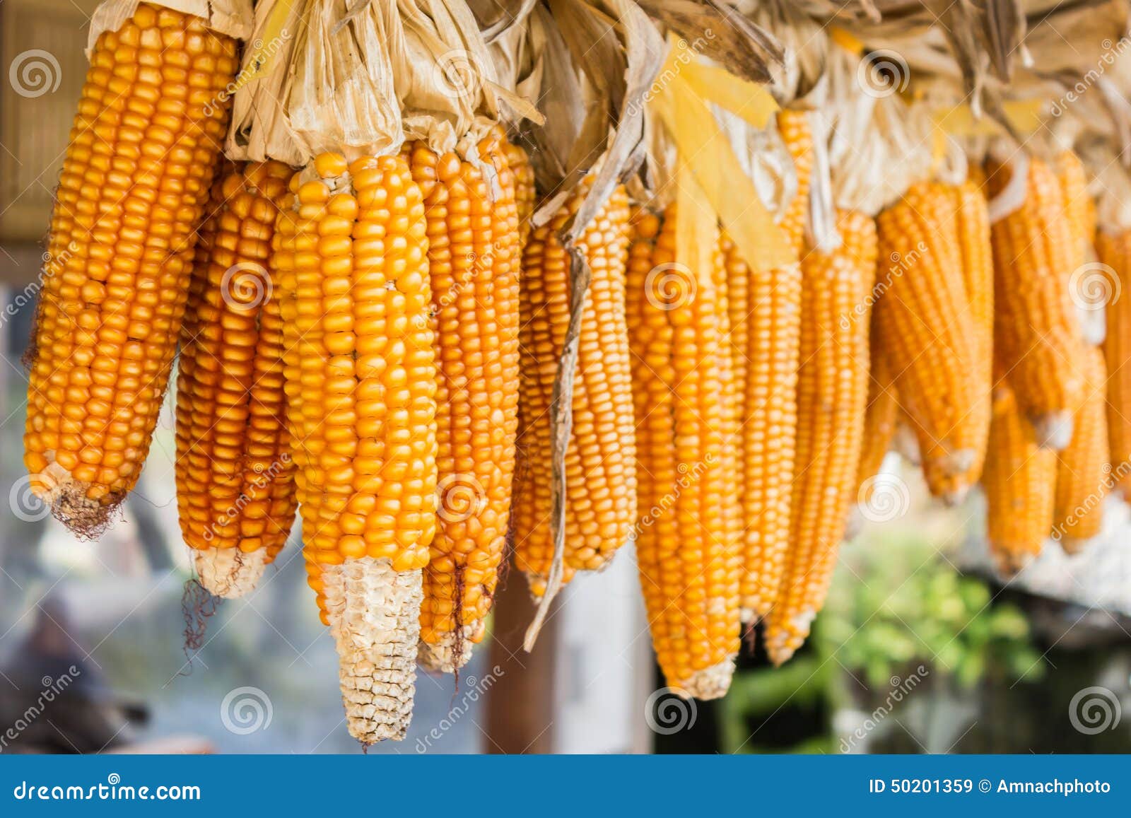 Mazorca De Maíz Seca Colgante Imagen de archivo - Imagen de grano ...