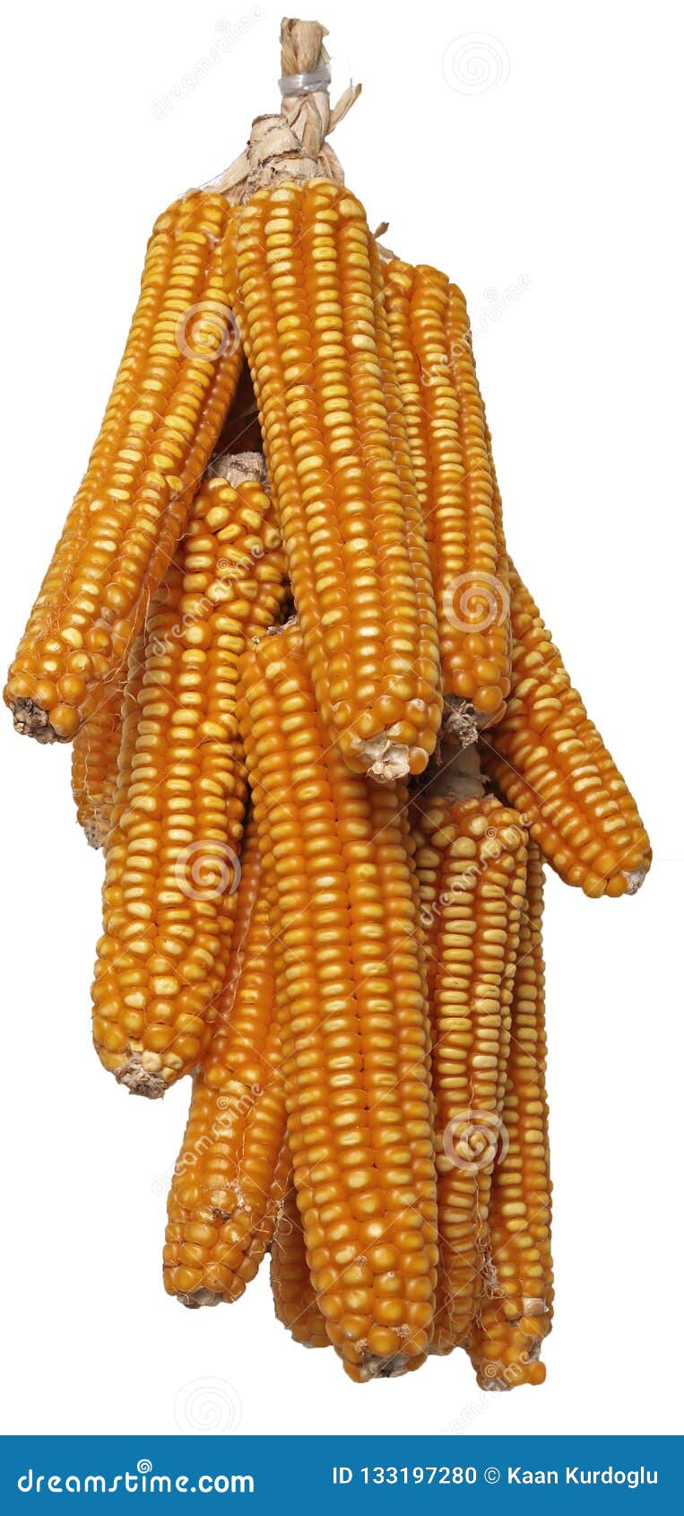 Mazorca De Maíz Secada Aislada Foto de archivo - Imagen de secado ...