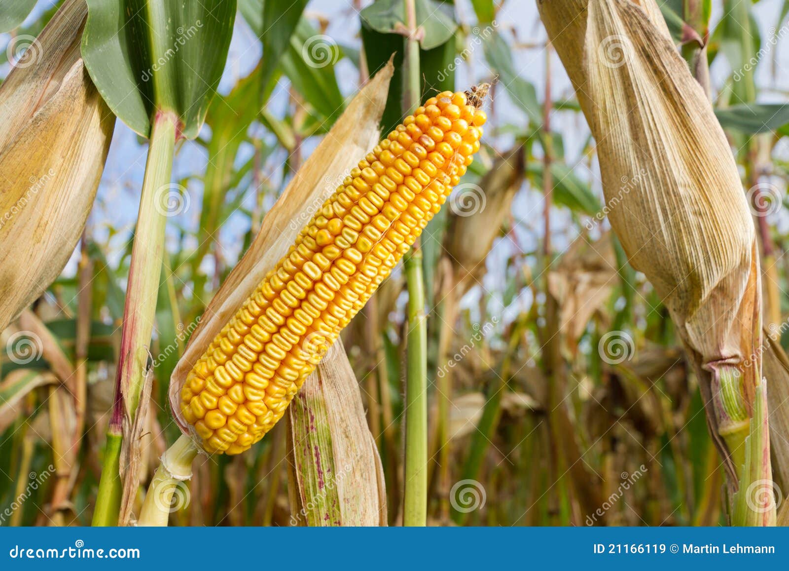 Mazorca Del Maíz En Campo De Maíz Imagen de archivo - Imagen de cubo ...