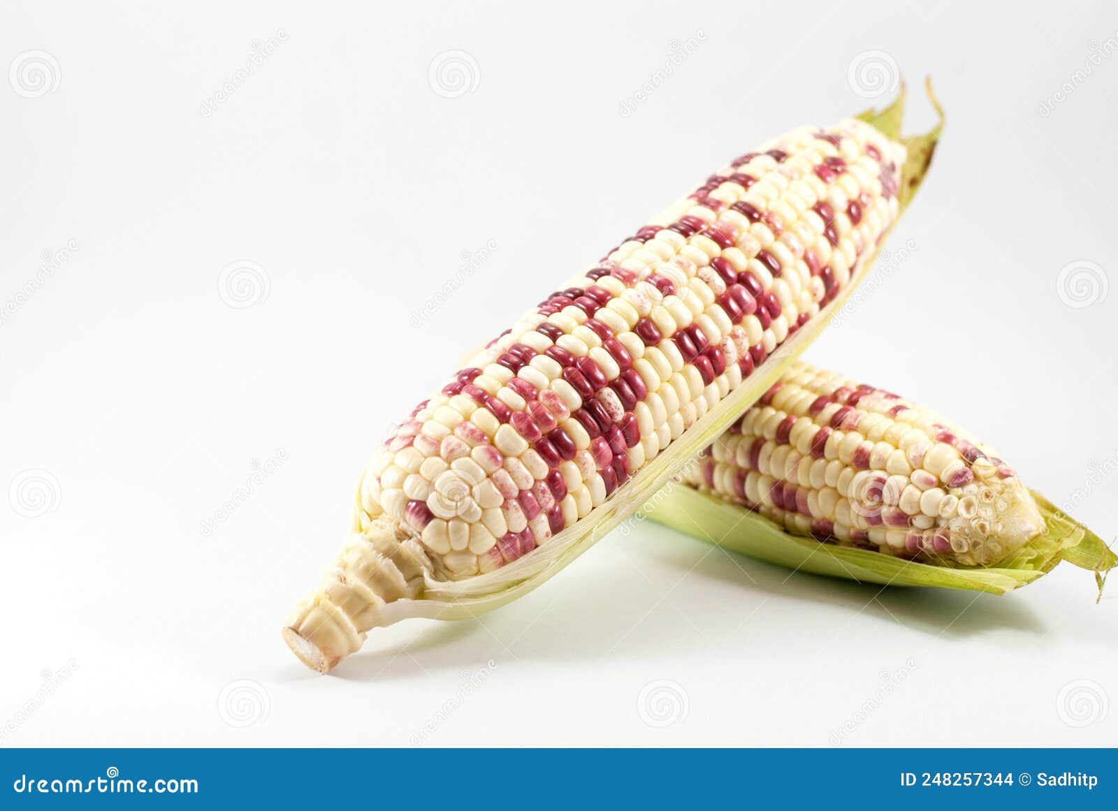 Mazorca En Un Espacio De Fondo Blanco Para Texto Foto de archivo ...