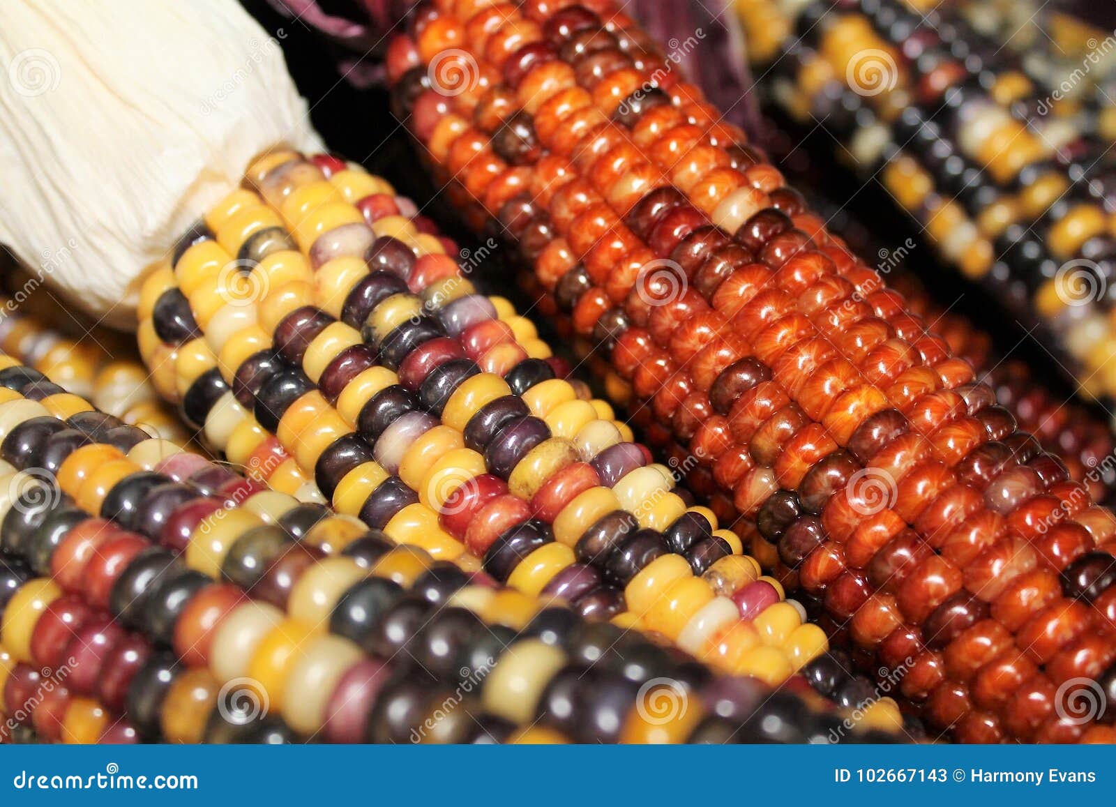 Mazorcas Coloridas Del Maíz Indio Imagen de archivo - Imagen de ...