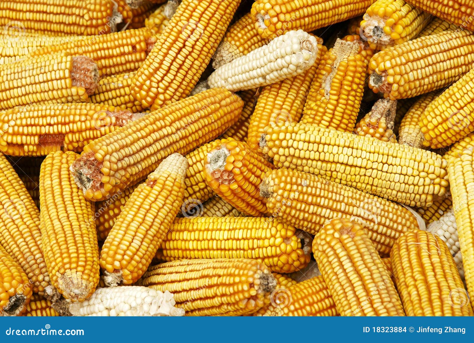 Mazorcas De Maíz Imagenes de archivo - Imagen: 18323884