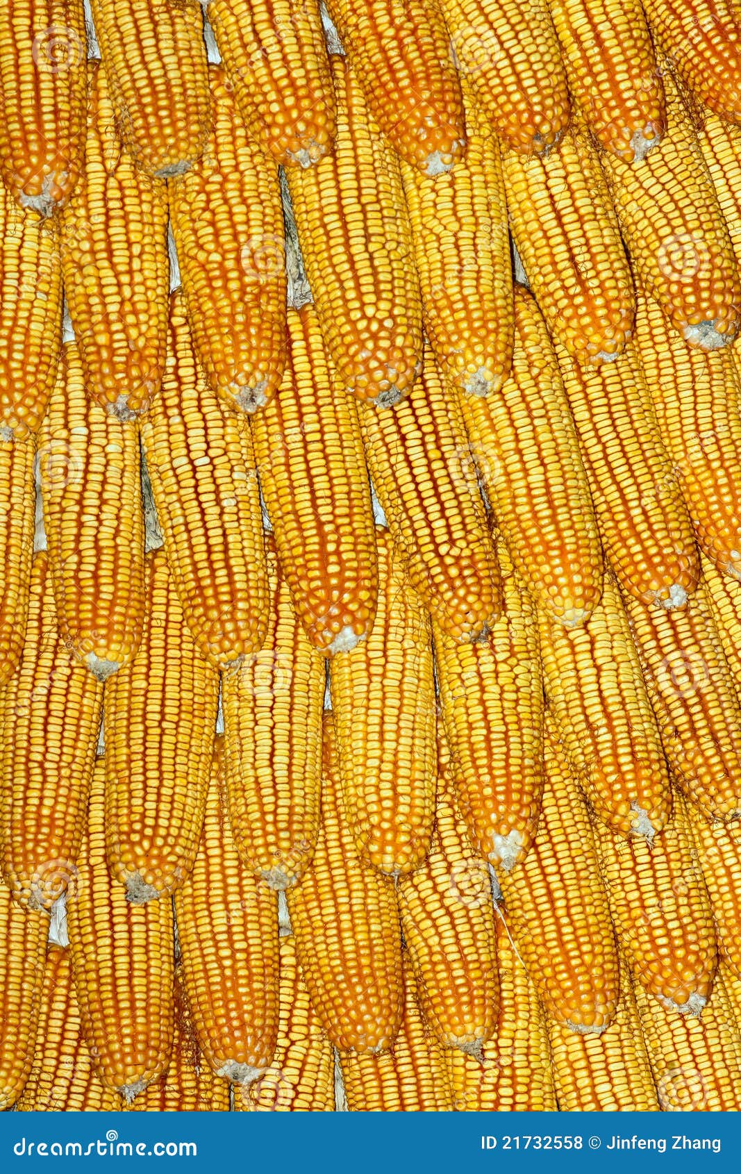 Mazorcas de maíz foto de archivo. Imagen de comestible - 21732558