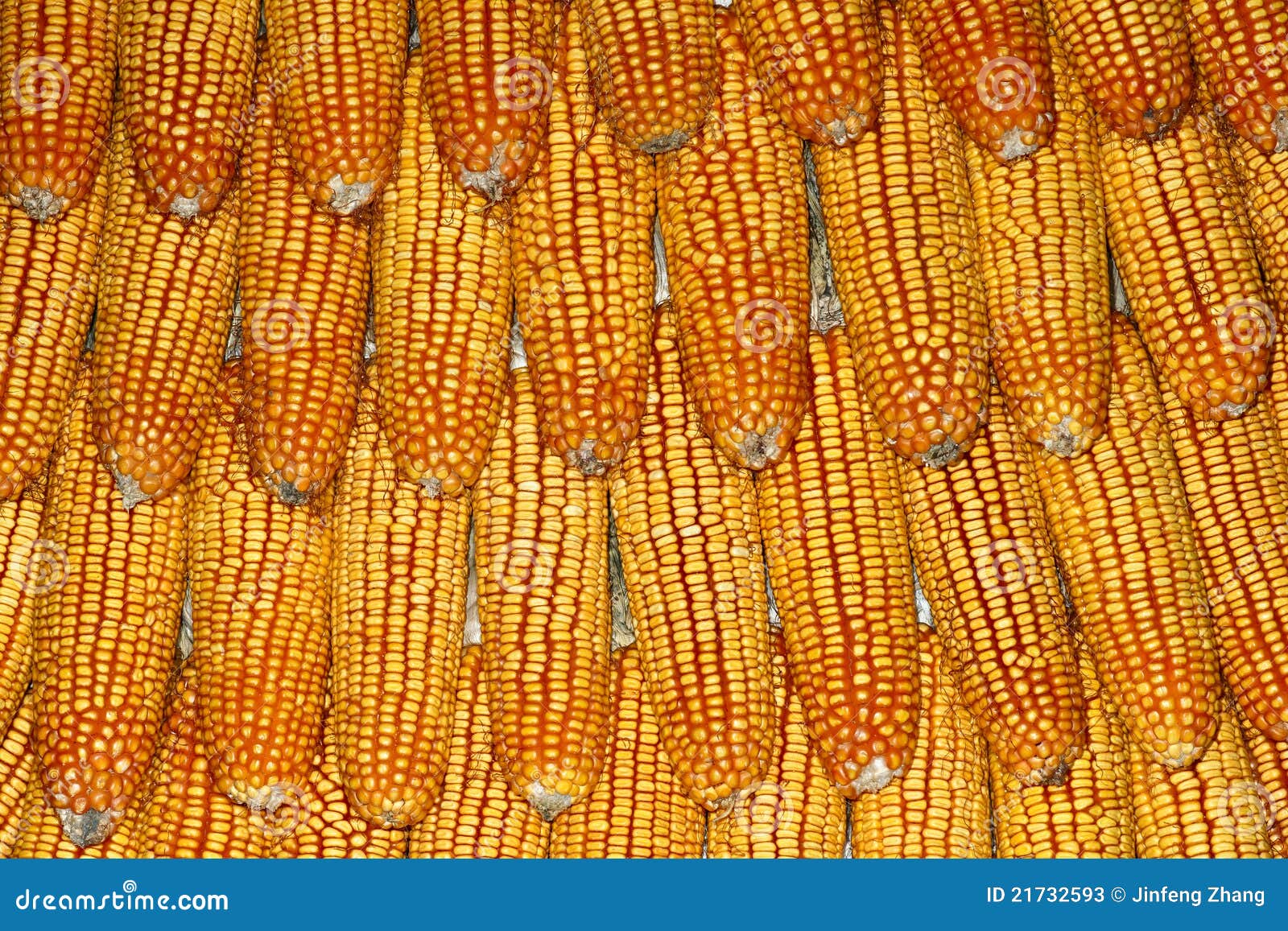 Mazorcas de maíz imagen de archivo. Imagen de crudo, fondo - 21732593