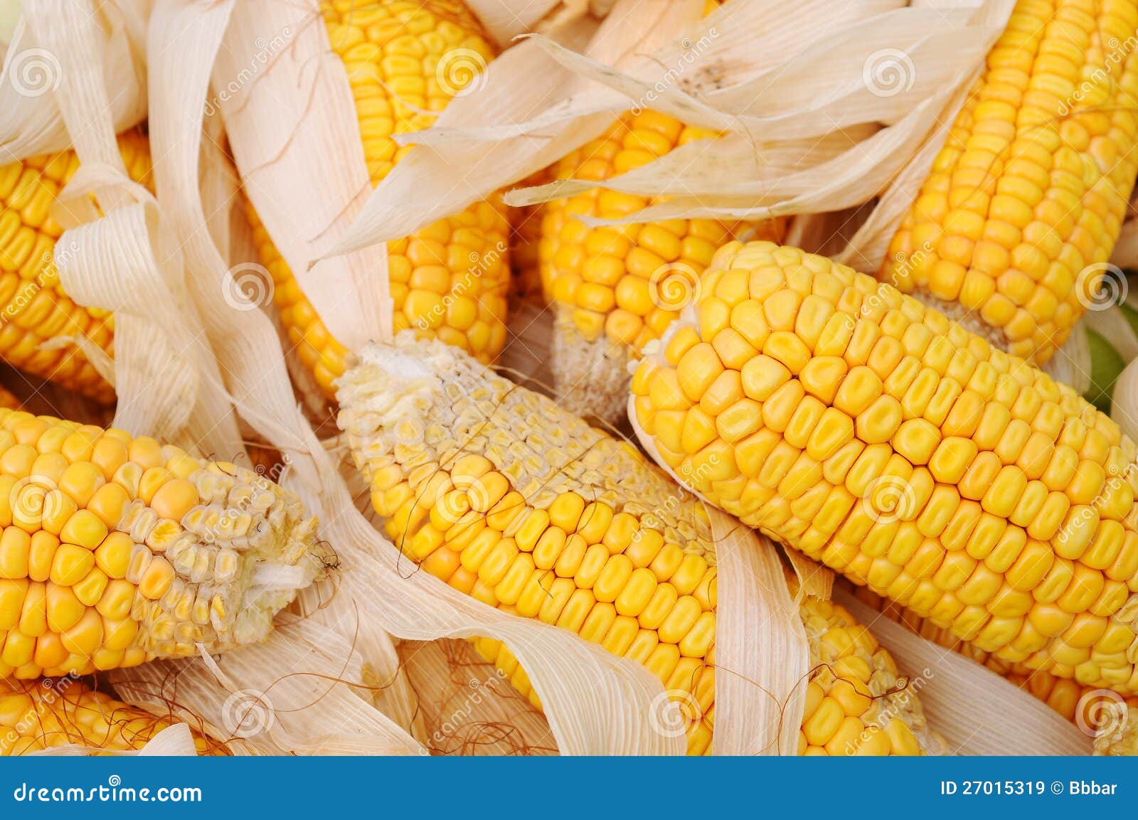Mazorcas de maíz imagen de archivo. Imagen de escama - 27015319