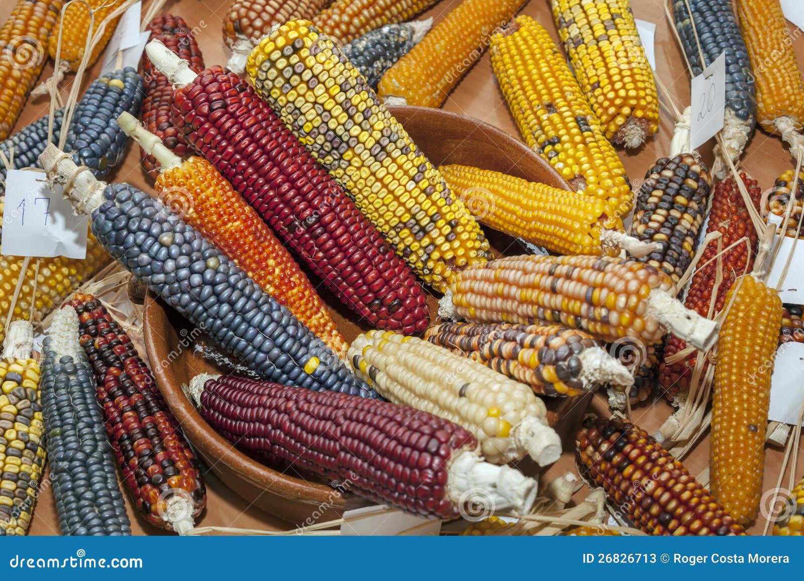 Mazorcas De Maíz Coloreadas Imagen de archivo - Imagen de salud, fresco ...