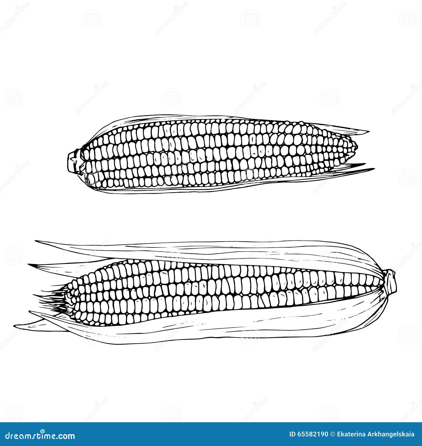Mazorcas De Maíz Dibujadas Mano Ilustración del Vector - Ilustración de ...