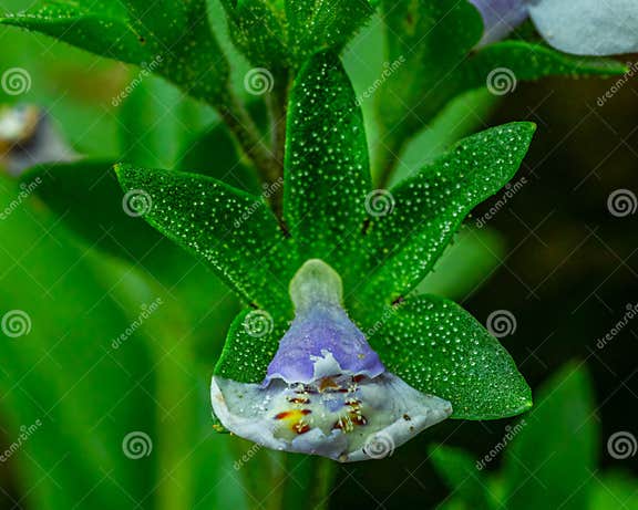 Mazus pumilus stock image. Image of flower, nature, mazus - 340101951
