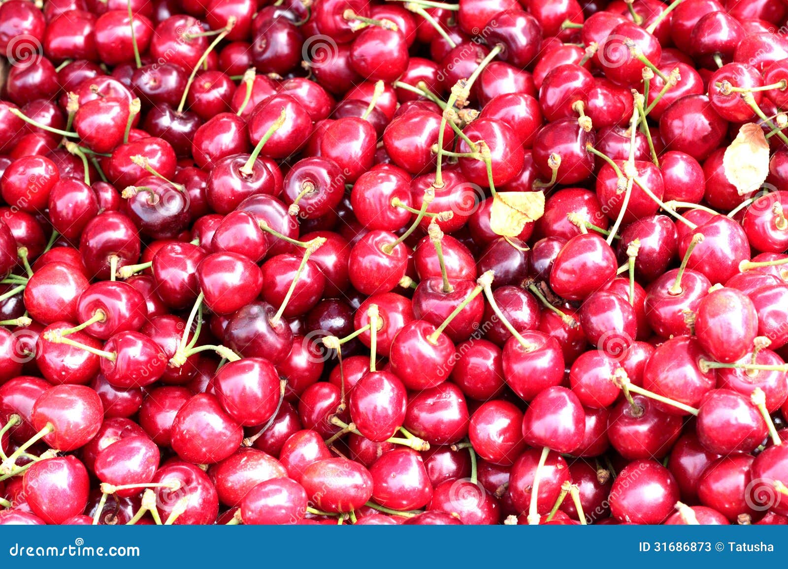 Mazzard cherry stock image. Image of large, summer, horizontally - 31686873
