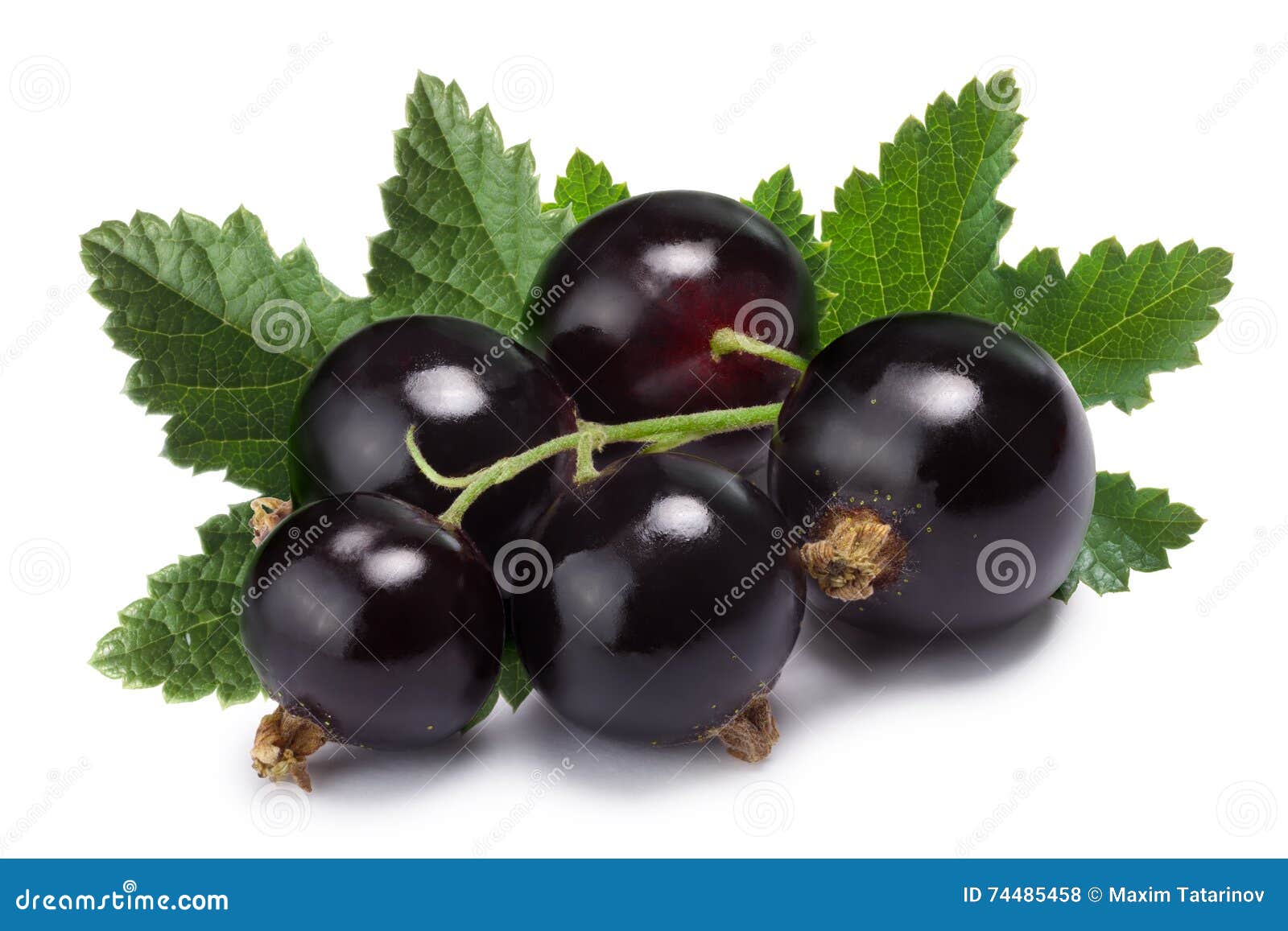 Mazzo Del Ribes Nero (ribes Nigrum), Percorso Di Ritaglio Fotografia ...