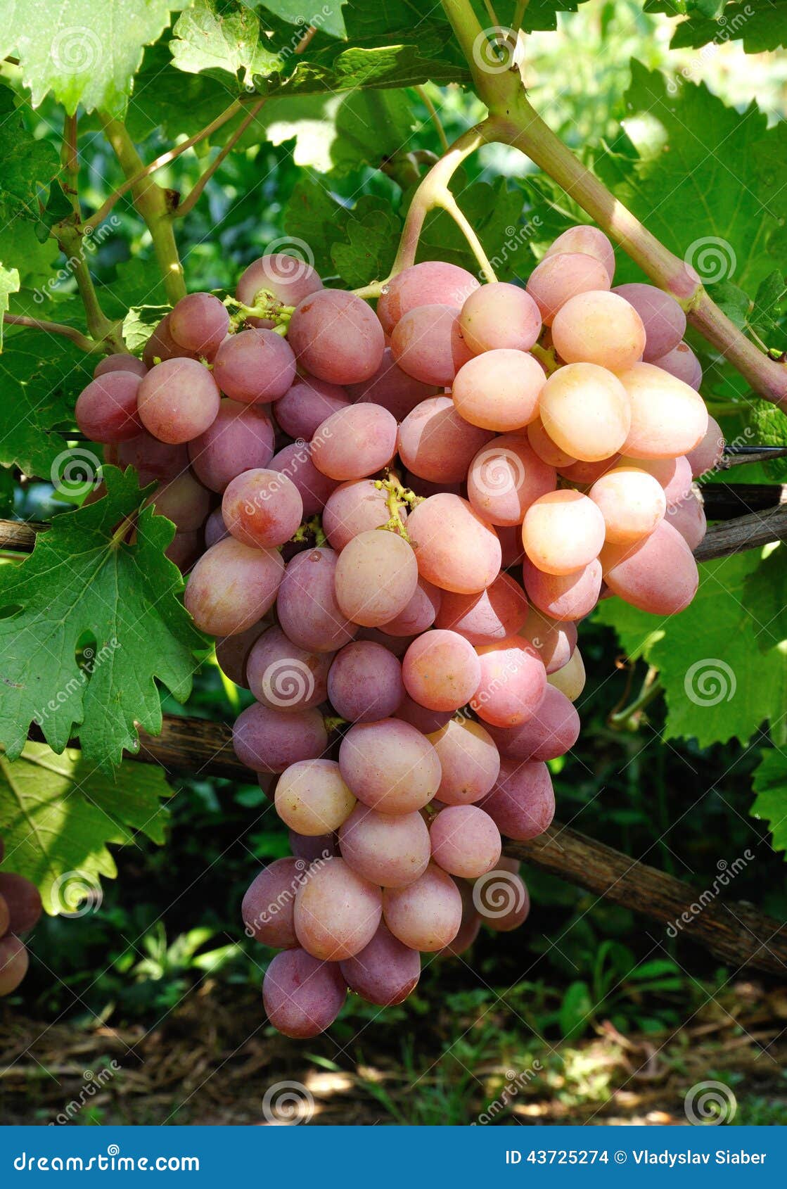 Mazzo Dell'uva Rosa Sulla Vite Fotografia Stock - Immagine di crescere ...