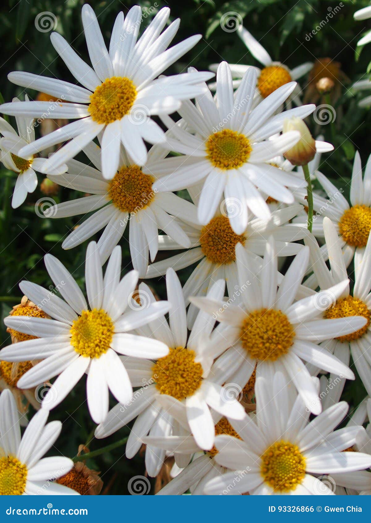 Mazzo Delle Margherite Bianche Fotografia Stock - Immagine di ...