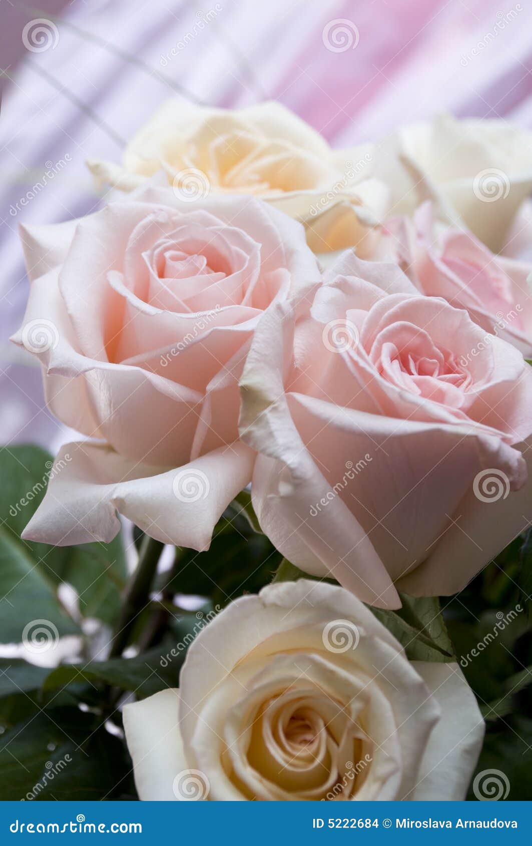 Mazzo delle rose fotografia stock. Immagine di fiori, rose - 5222684