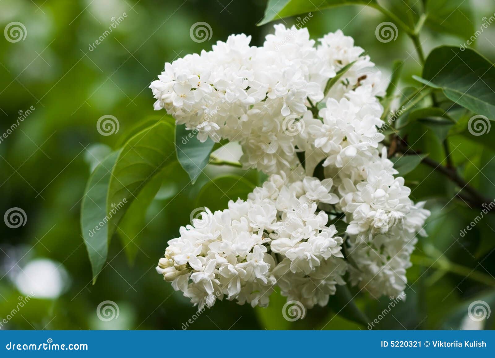 Mazzo Di Fiore Lilla Bianco Immagine Stock - Immagine di paesaggio ...