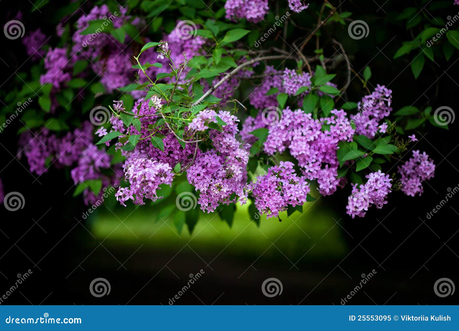 Mazzo di fiore lilla viola immagine stock. Immagine di sbocciare - 25553095