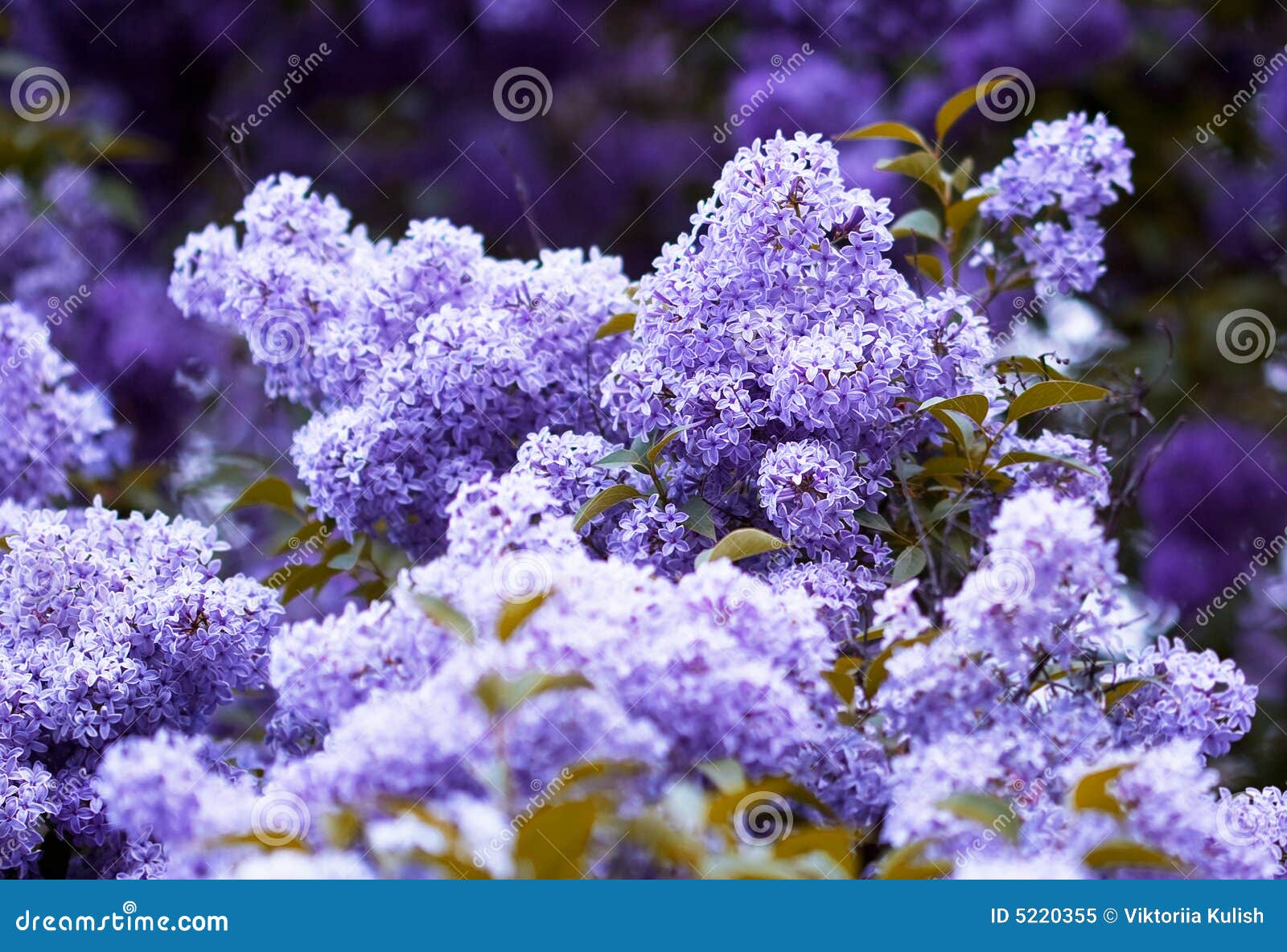 Mazzo di fiore lilla viola immagine stock. Immagine di campo - 5220355