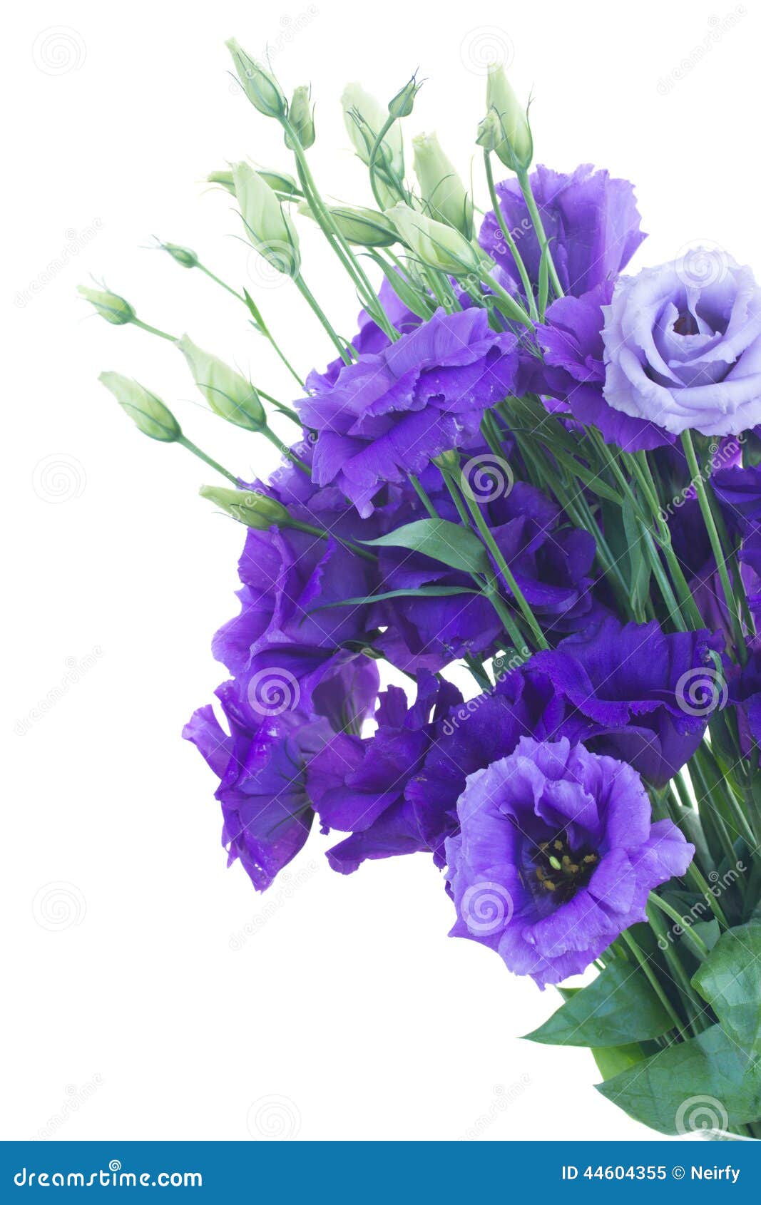 Mazzo Di Fiori Viola Di Eustoma Immagine Stock - Immagine di pallido ...