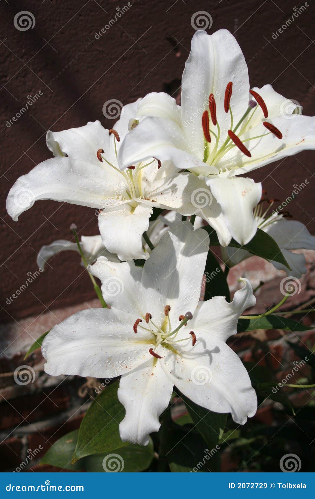 Mazzo di gigli bianchi immagine stock. Immagine di pistillo - 2072729