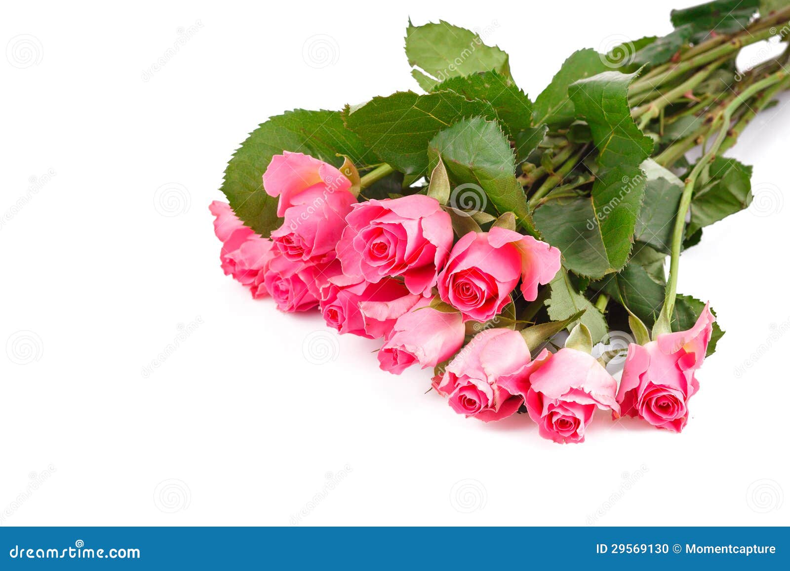 Mazzo di molte rose rosa fotografia stock. Immagine di festa - 29569130