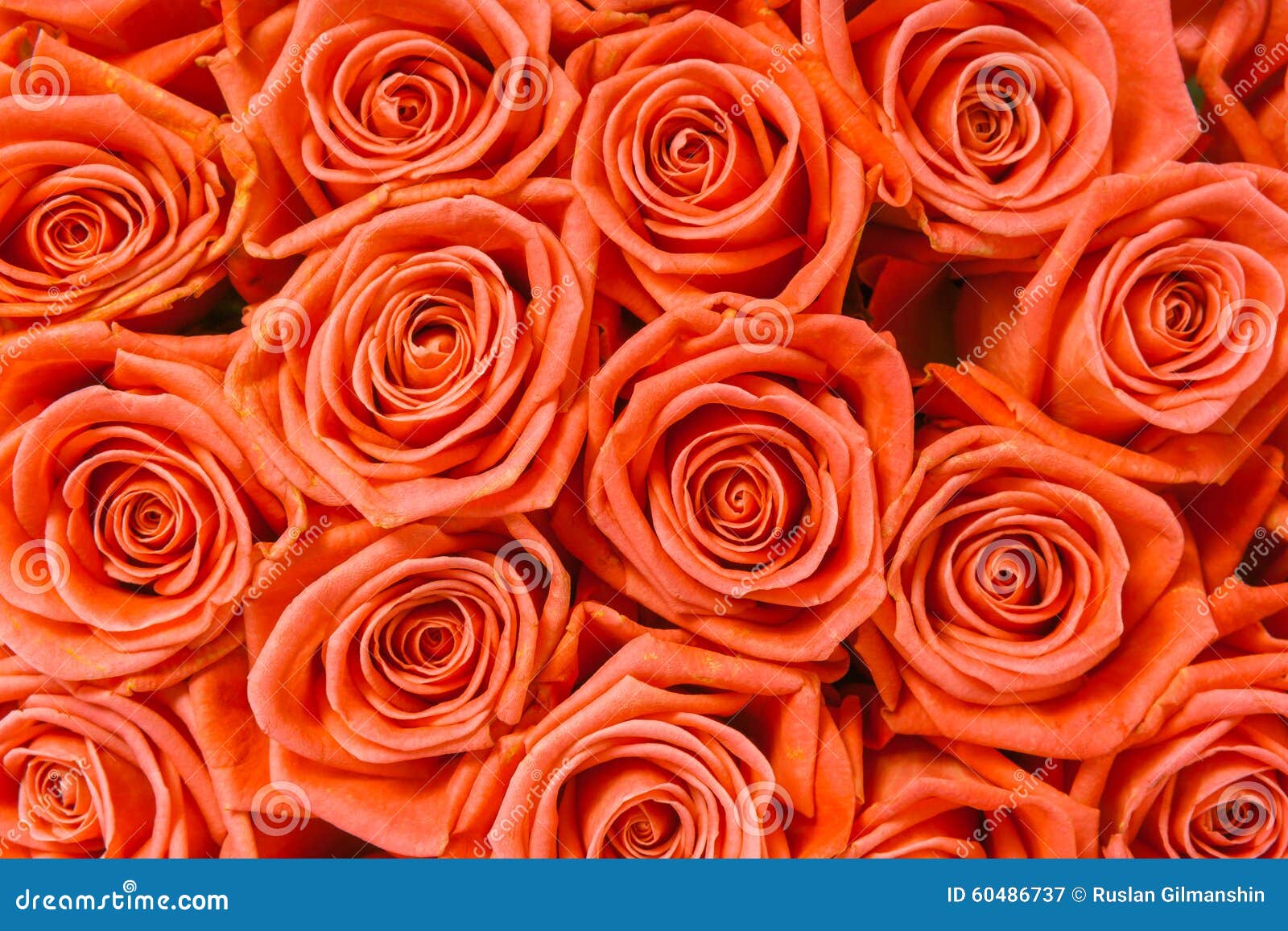 Mazzo di rose arancio immagine stock. Immagine di colore - 60486737