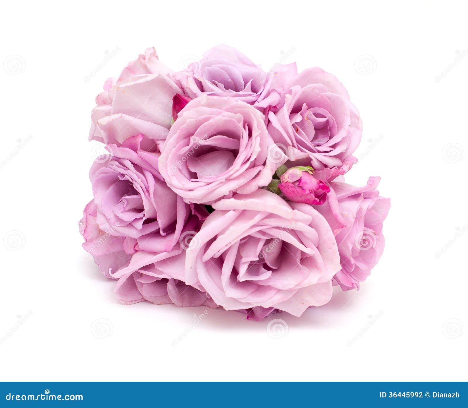 Mazzo di rose viola fotografia stock. Immagine di affetto - 36445992