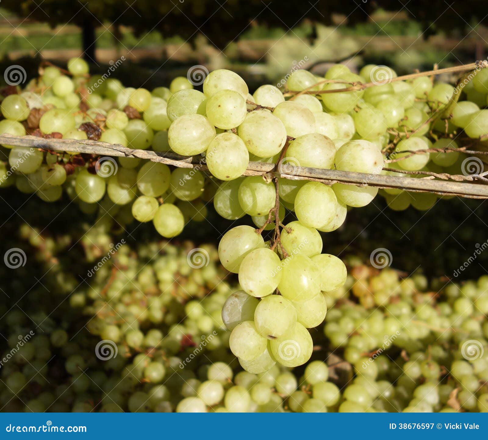Mazzo Di Uva Di Muscat Di Sun. Immagine Stock - Immagine di alimento ...