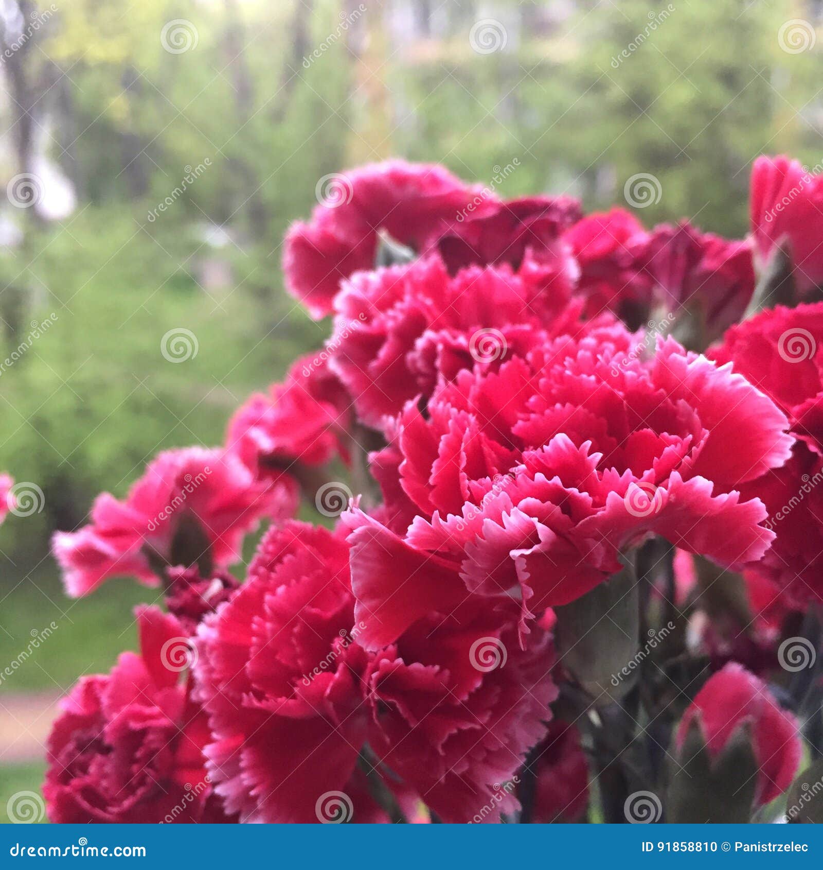 Mazzo rosso dei garofani fotografia stock. Immagine di regalo - 91858810