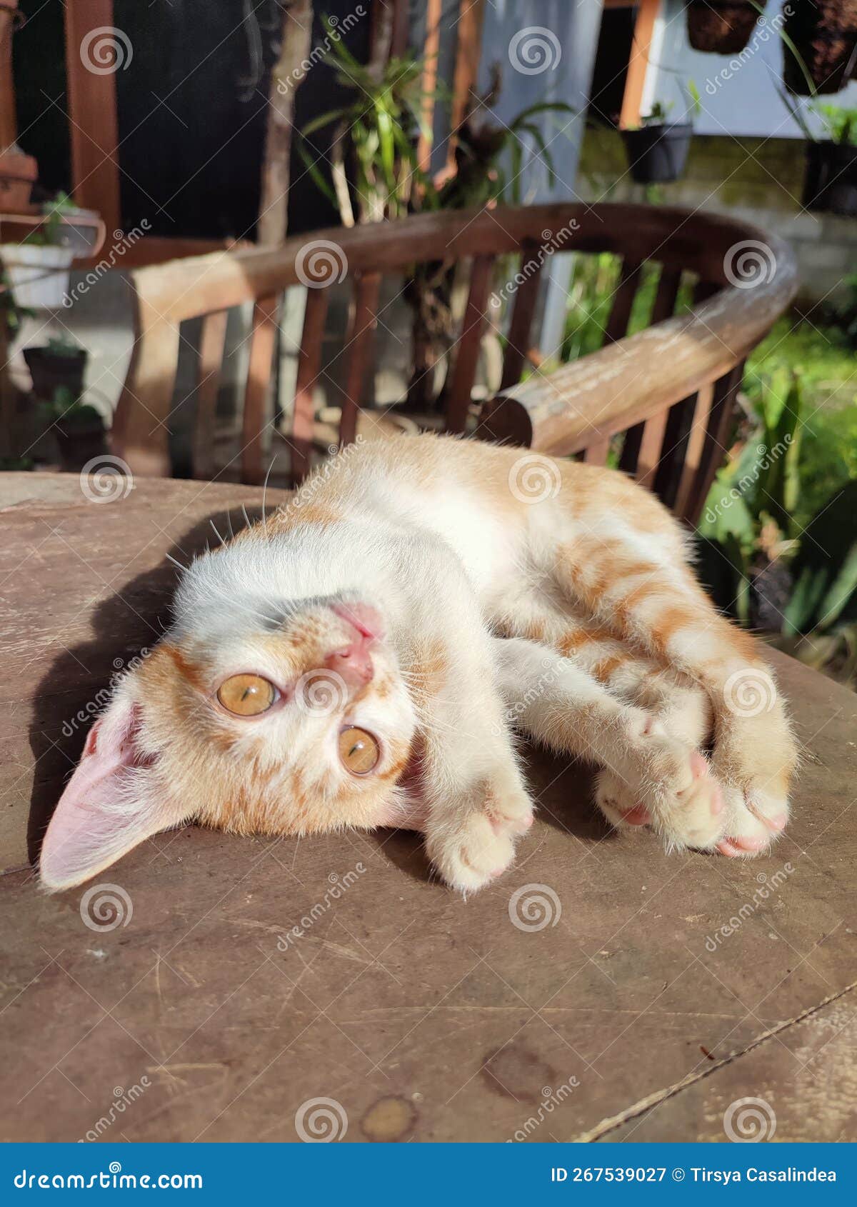 Mbem Doing Sunbathing Outside Stock Image - Image of outside, wildlife ...