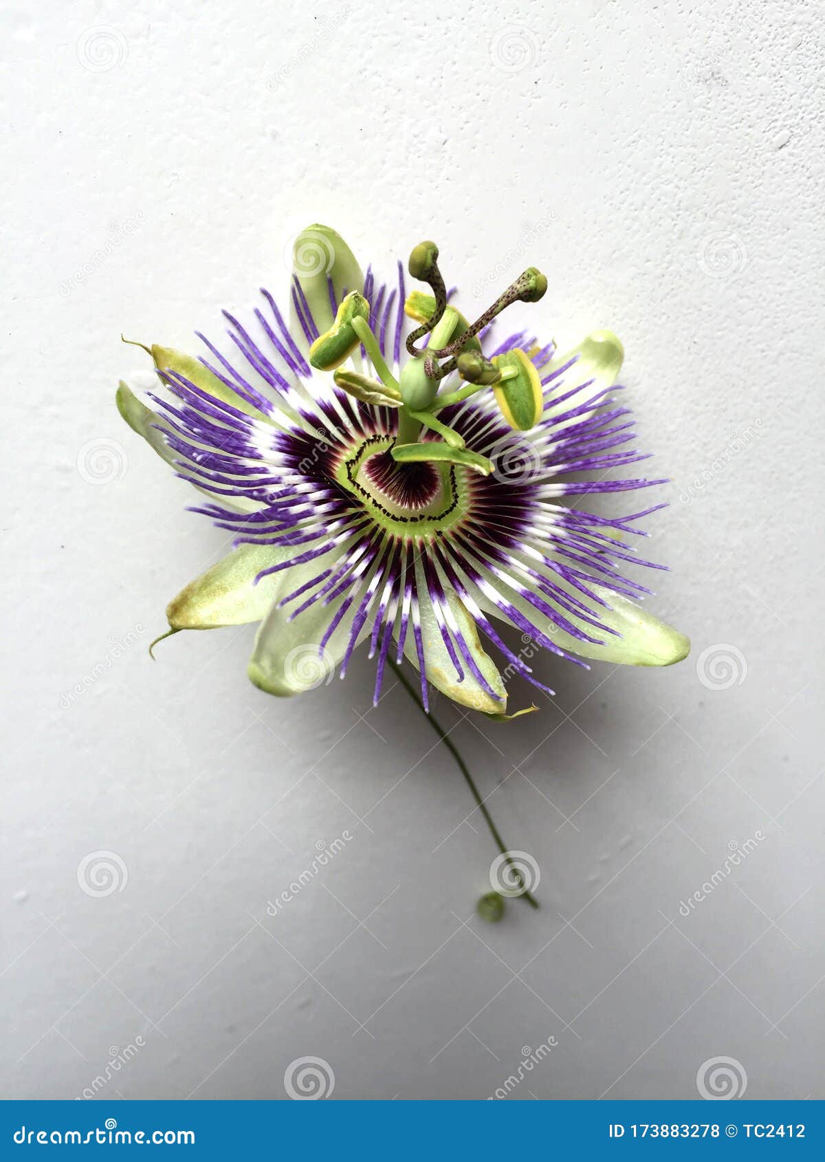 Mburucuya foto de archivo. Imagen de primer, hermoso - 173883278