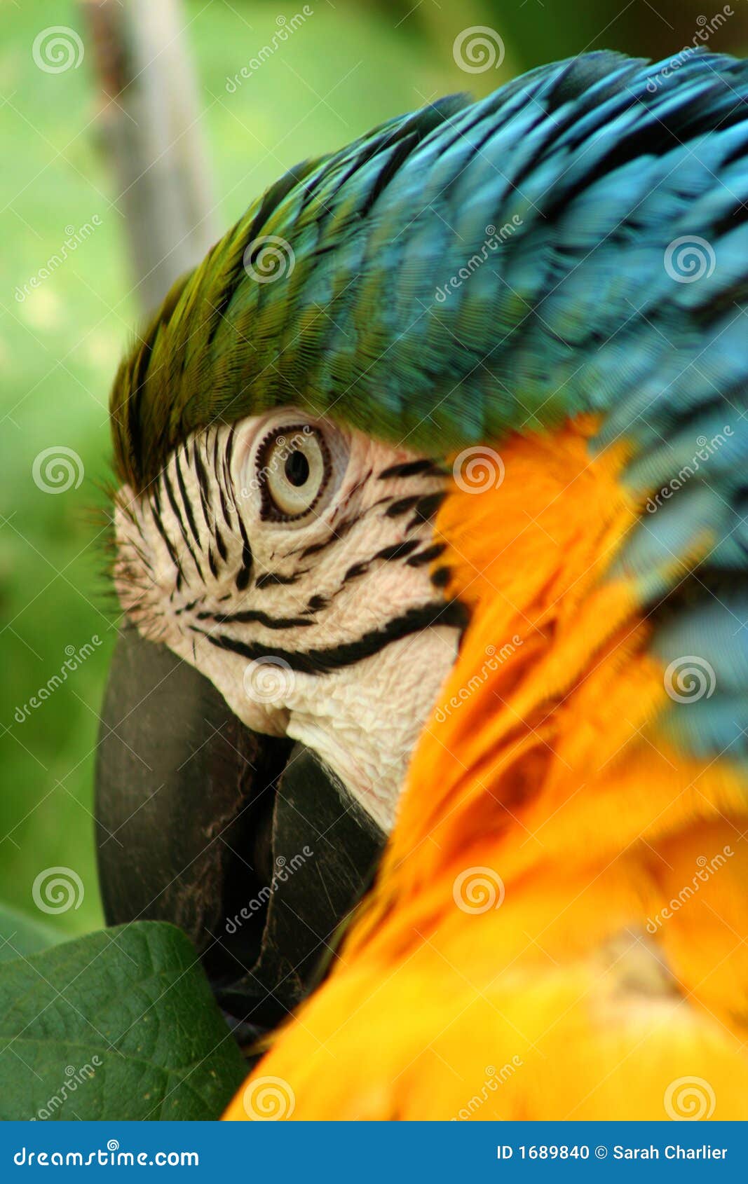 McCaw Close Up stock photo. Image of beak, mccaw, bird - 1689840