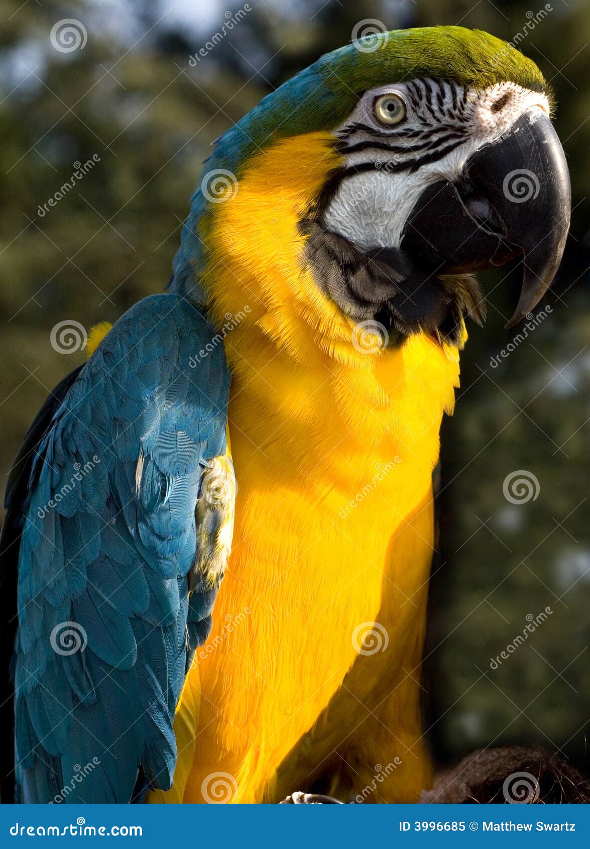 Mccaw Parrot stock image. Image of blue, wings, parrot - 3996685