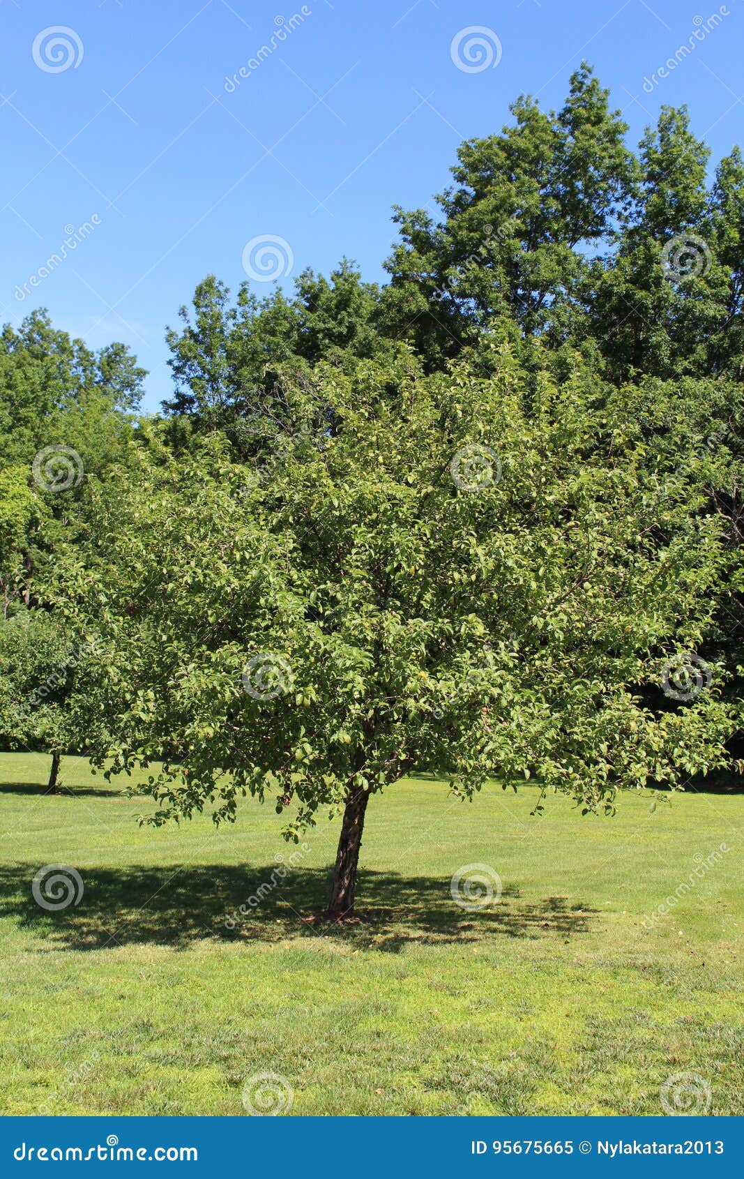 McIntosh Apple Tree stock image. Image of backyard, ripen - 95675665