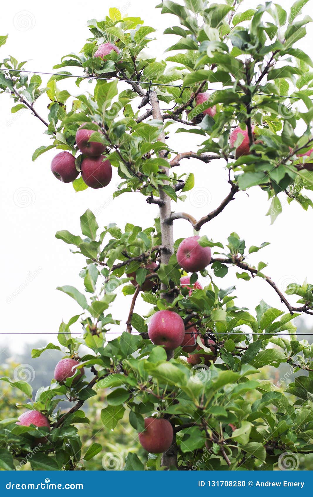 McIntosh Apples Ready To Be Picked Off the Tree Stock Photo - Image of ...