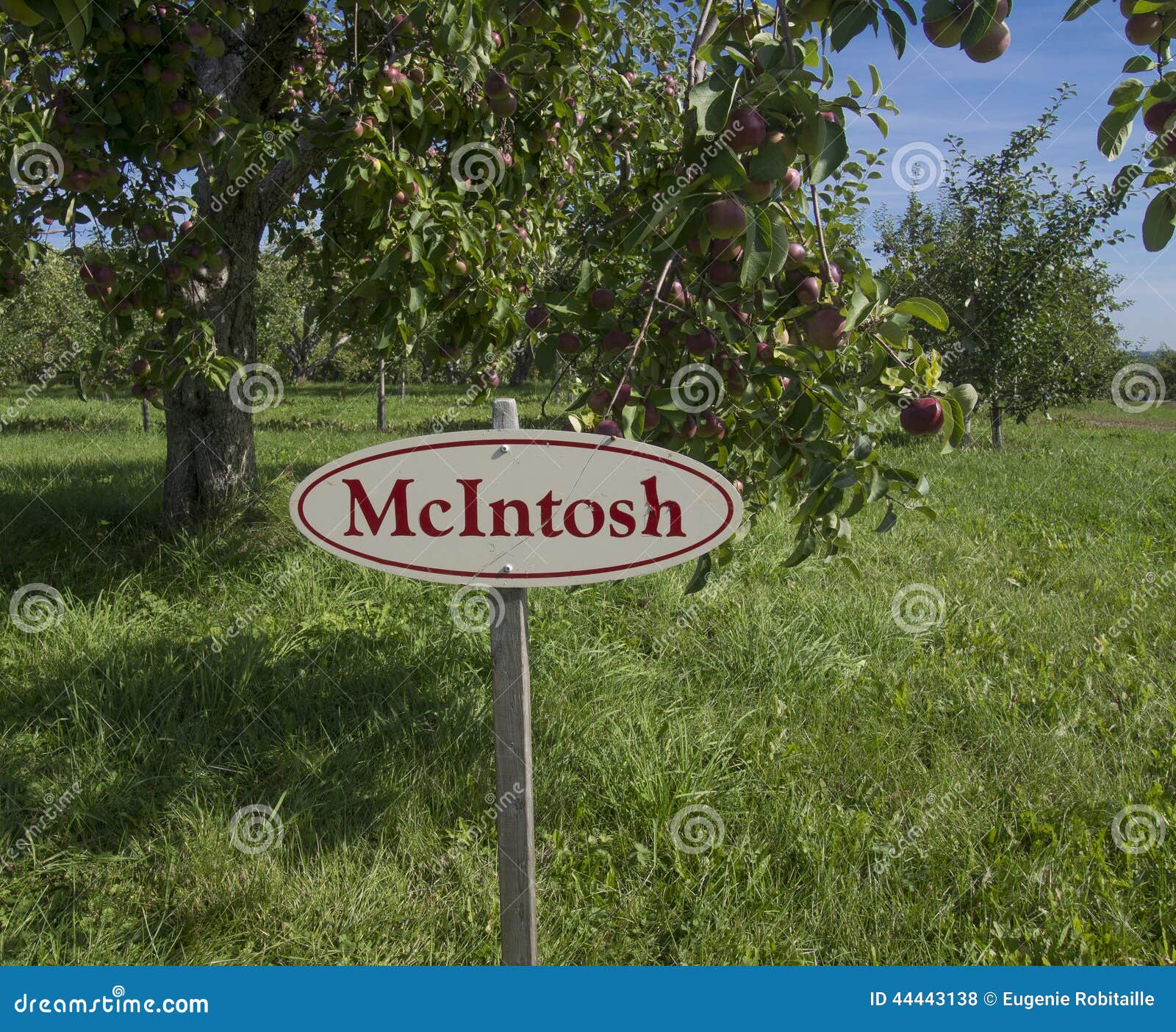 McIntosh apples on a tree stock photo. Image of apples - 44443138
