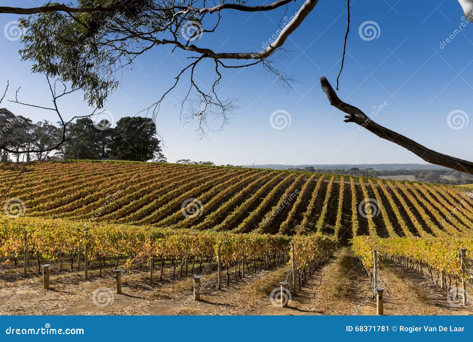 McLaren Vale vineyard stock image. Image of vinyard, vale - 68371781