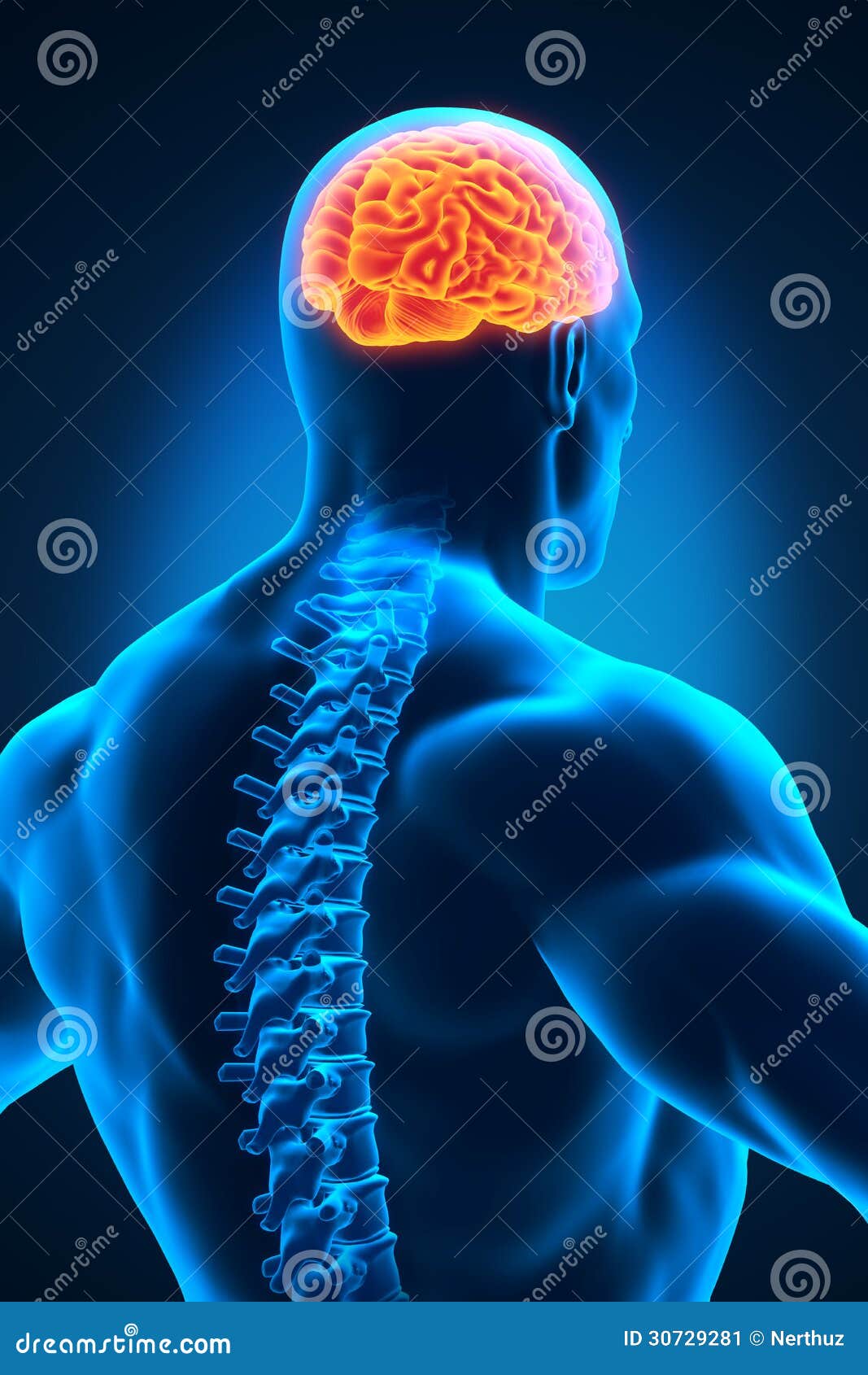 Médula Espinal Y Brain Anatomy Imagen de archivo - Imagen: 30729281