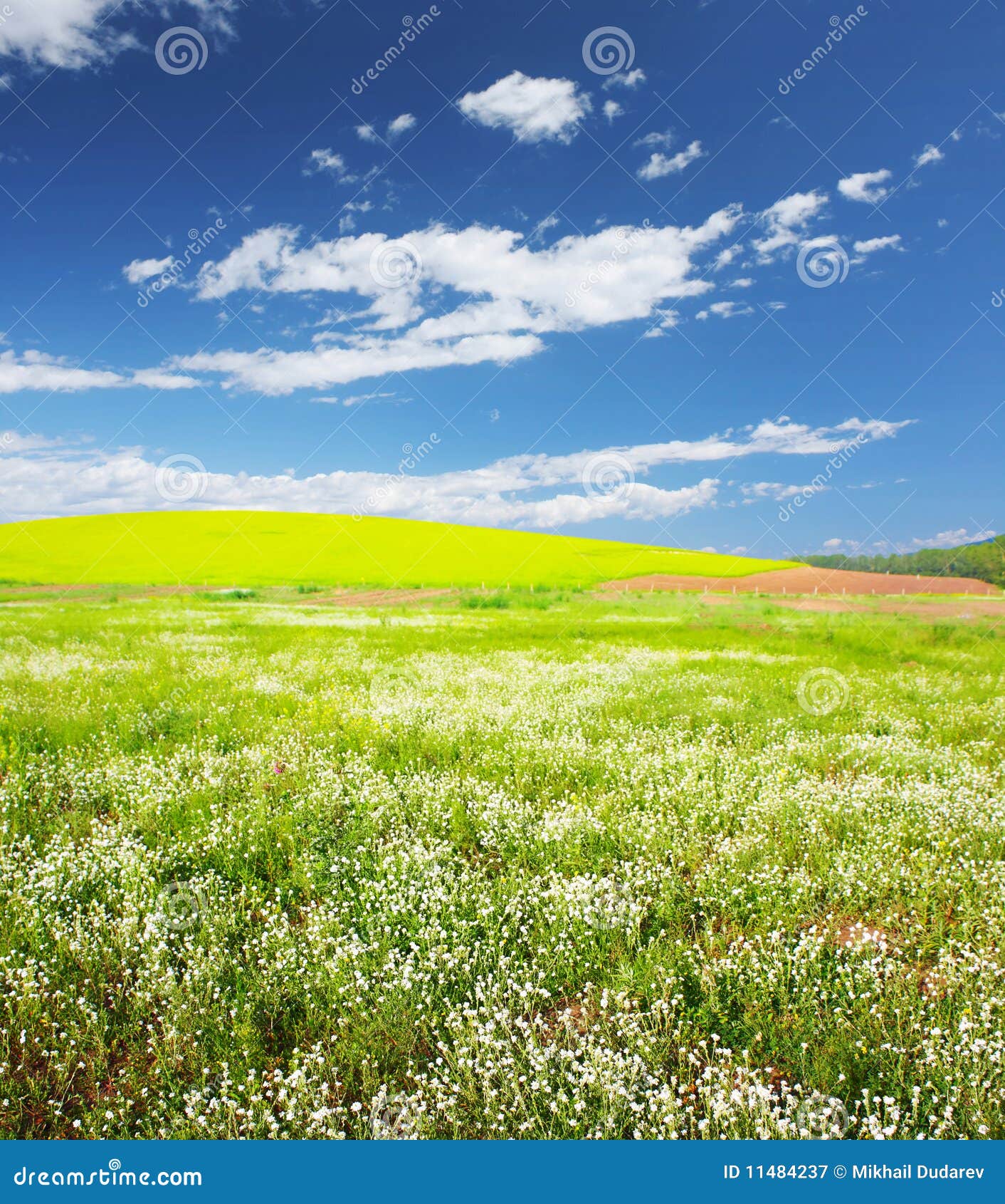 Meadow stock image. Image of field, plain, seed, scene - 11484237