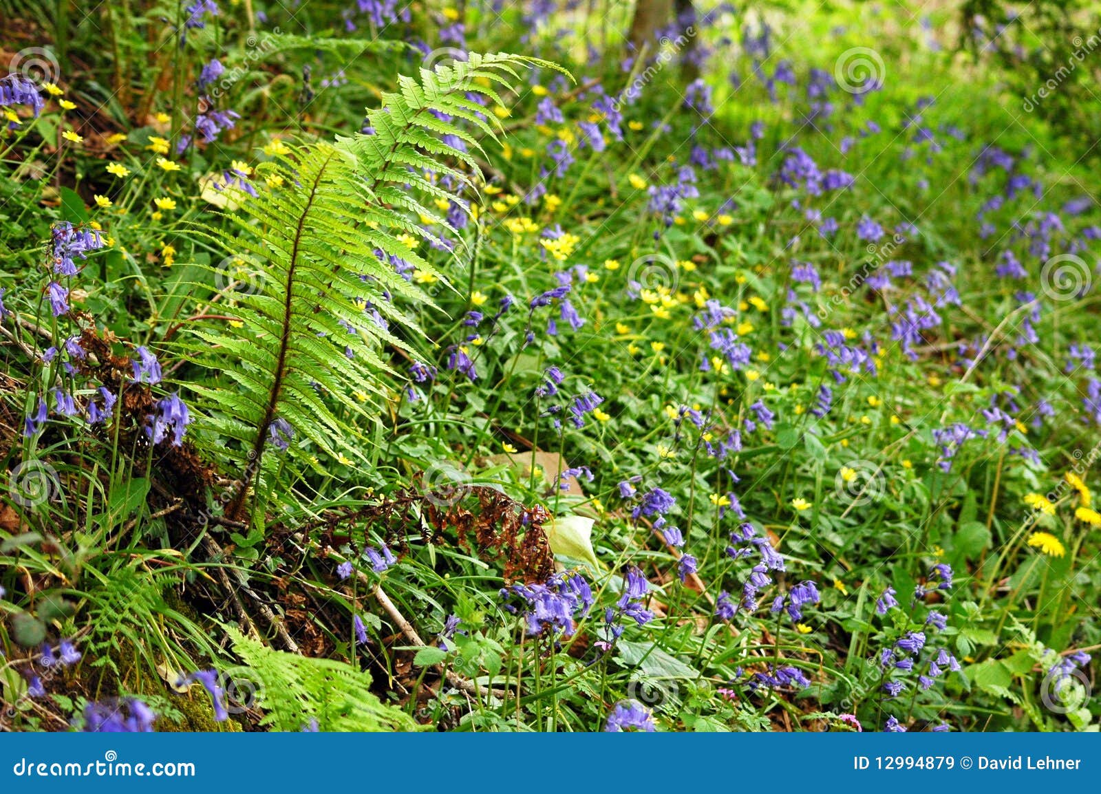 Meadow stock image. Image of bloom, field, nature, fern - 12994879