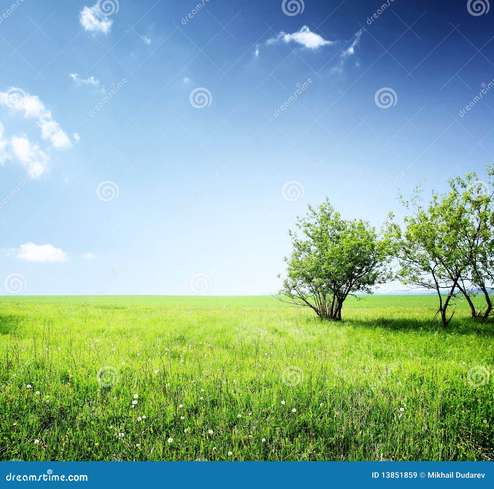 Meadow stock image. Image of plant, field, meadow, season - 13851859