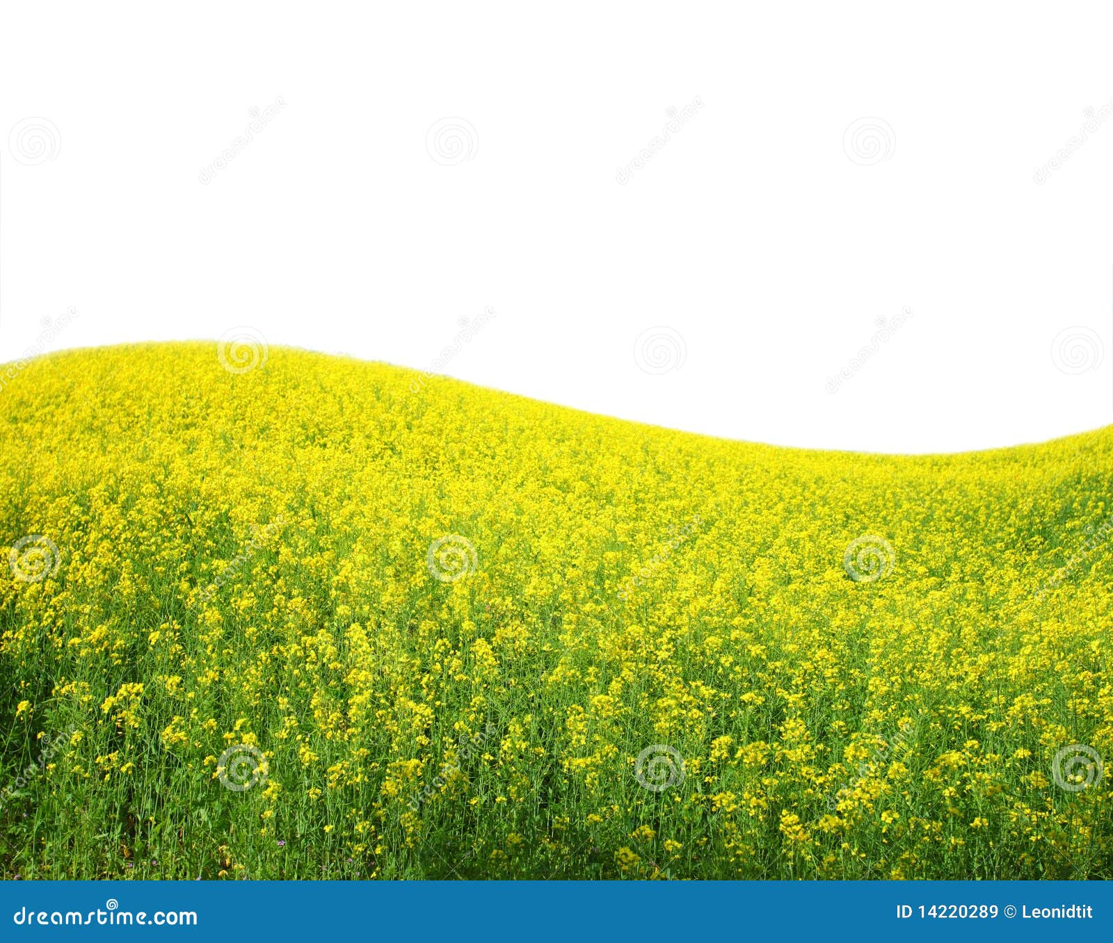 Meadow stock image. Image of lawn, meadow, colorful, land - 14220289