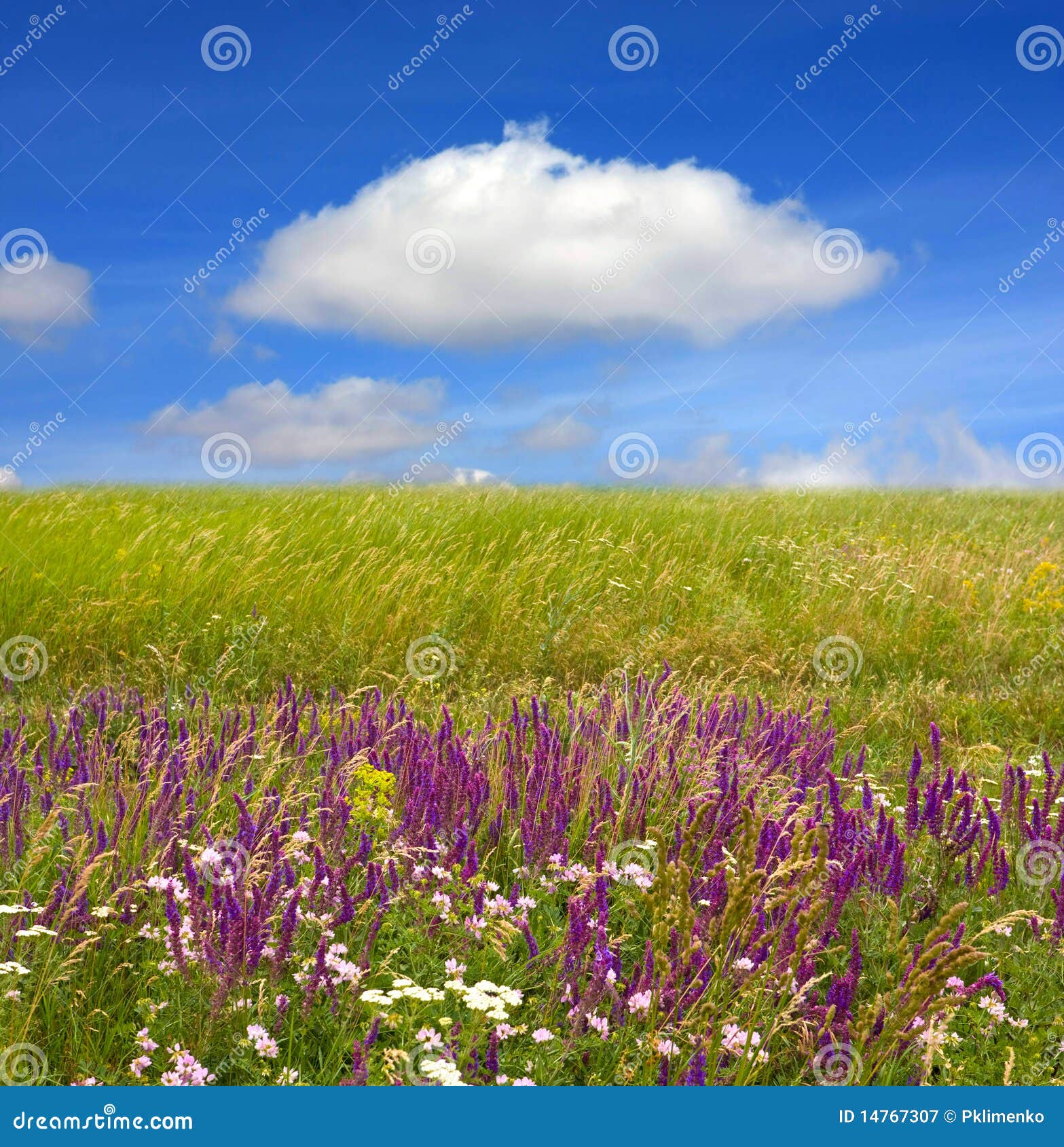 Meadow stock image. Image of idyllic, outdoors, plant - 14767307