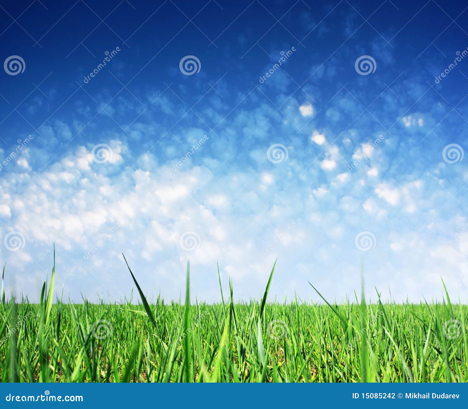 Meadow stock photo. Image of scene, lawn, front, pasture - 15085242