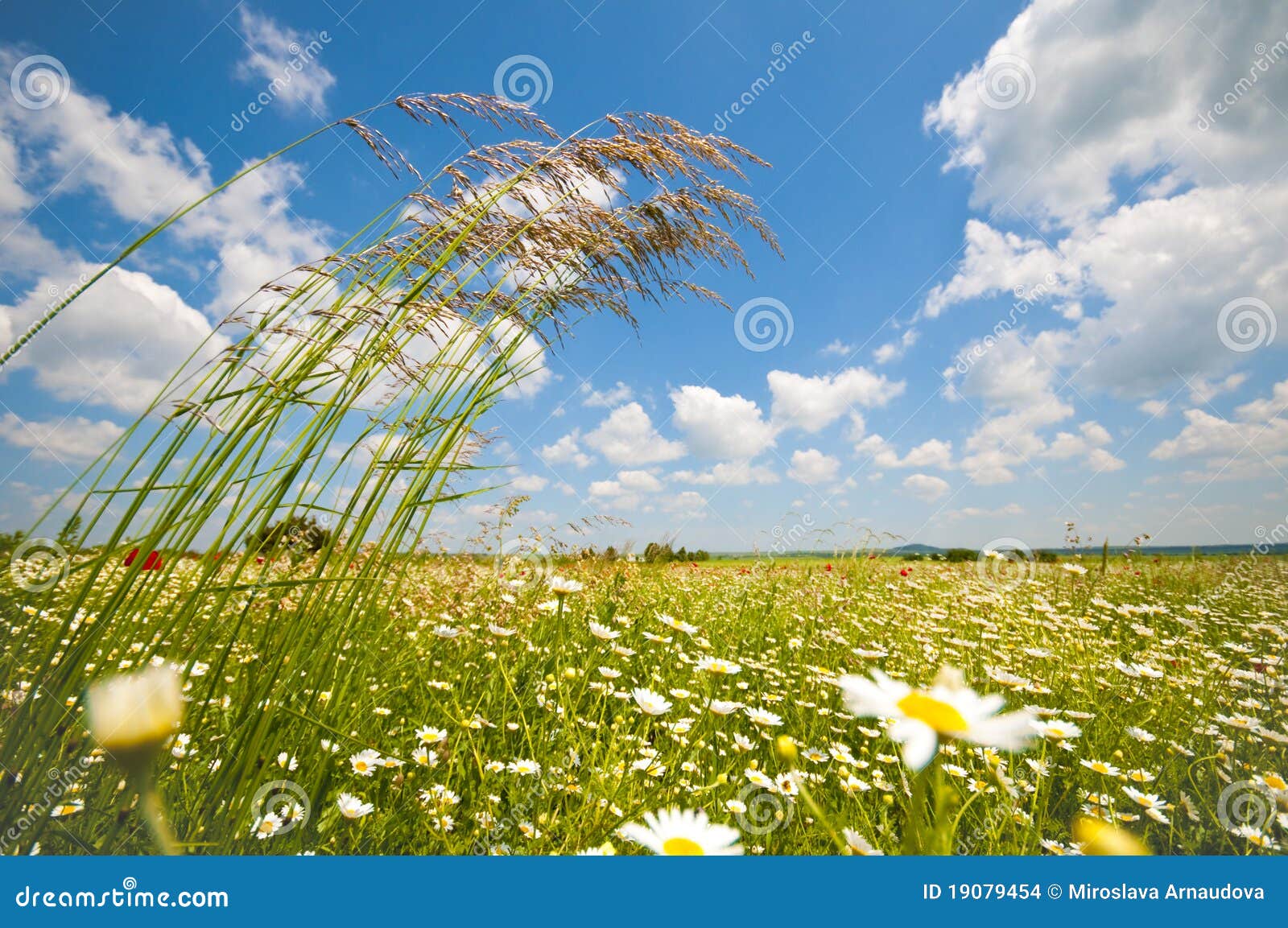 Meadow stock photo. Image of leisure, nature, child, lifestyle - 19079454