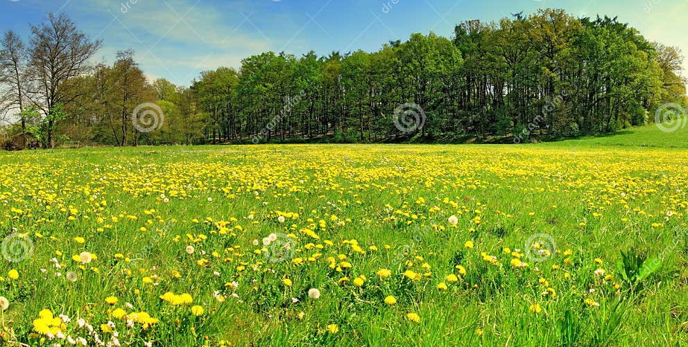 Meadow stock image. Image of meadow, flowering, nature - 2555897