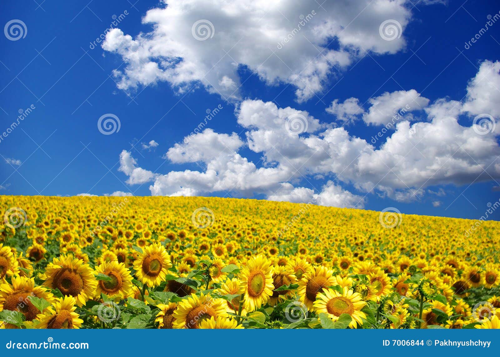 Meadow stock photo. Image of scene, landscape, field, rural - 7006844