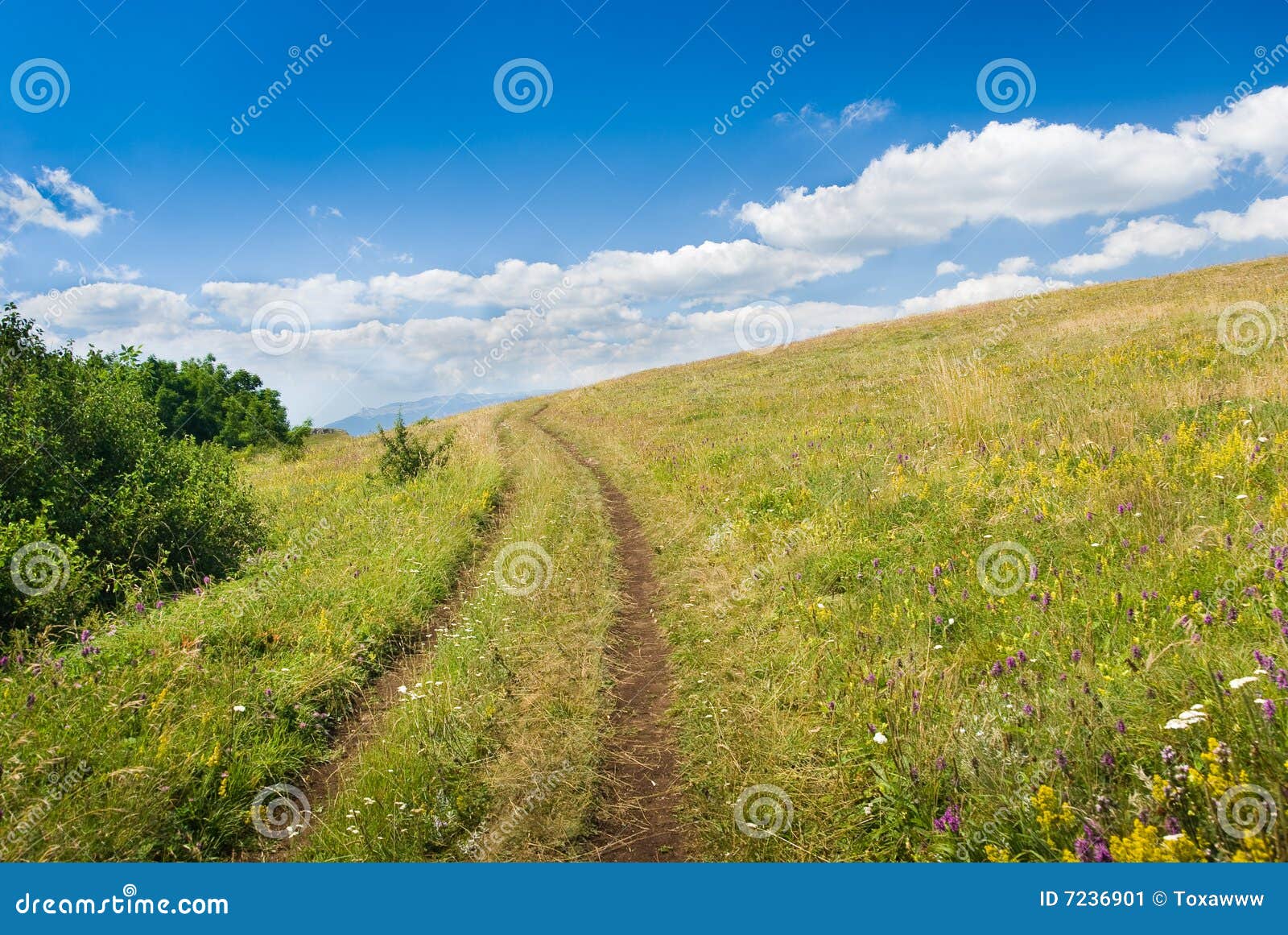 Meadow stock image. Image of path, freedom, nature, heaven - 7236901
