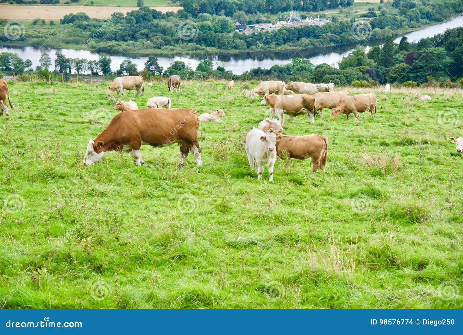 Meadow with animals stock photo. Image of europe, grass - 98576774