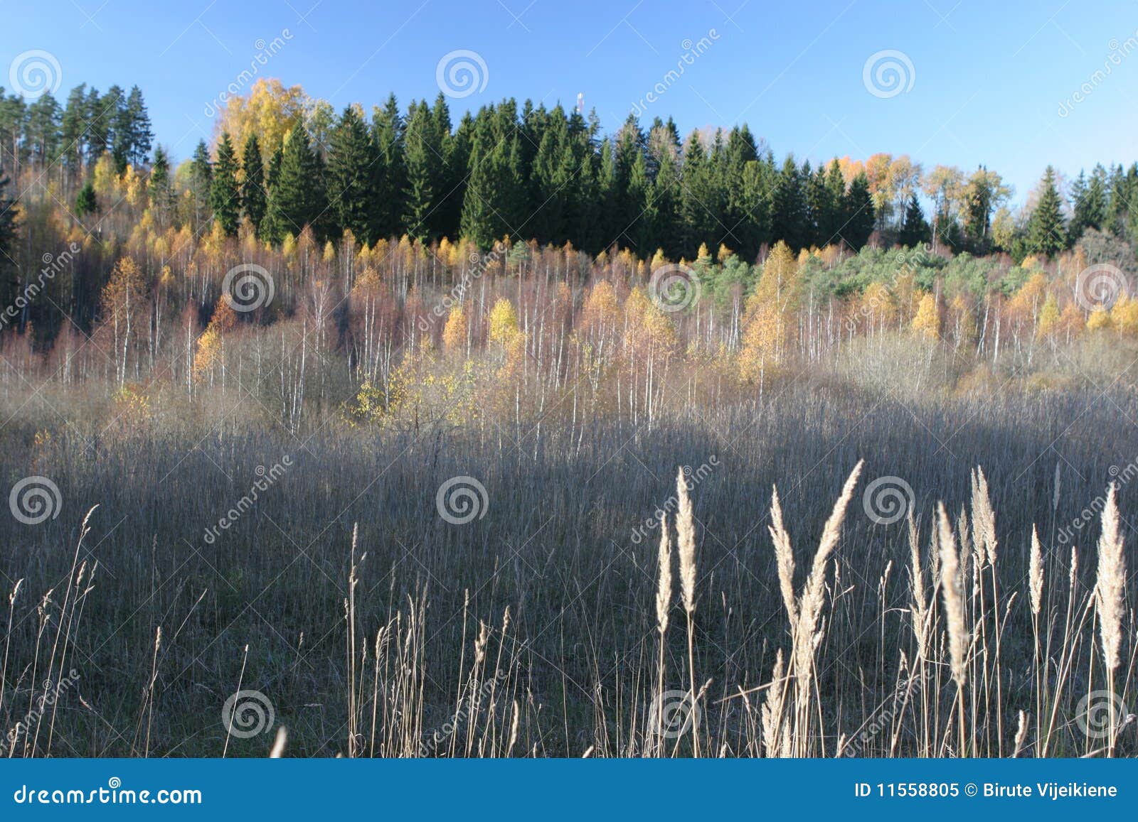 Meadow in autumn stock image. Image of landscape, outdoor - 11558805