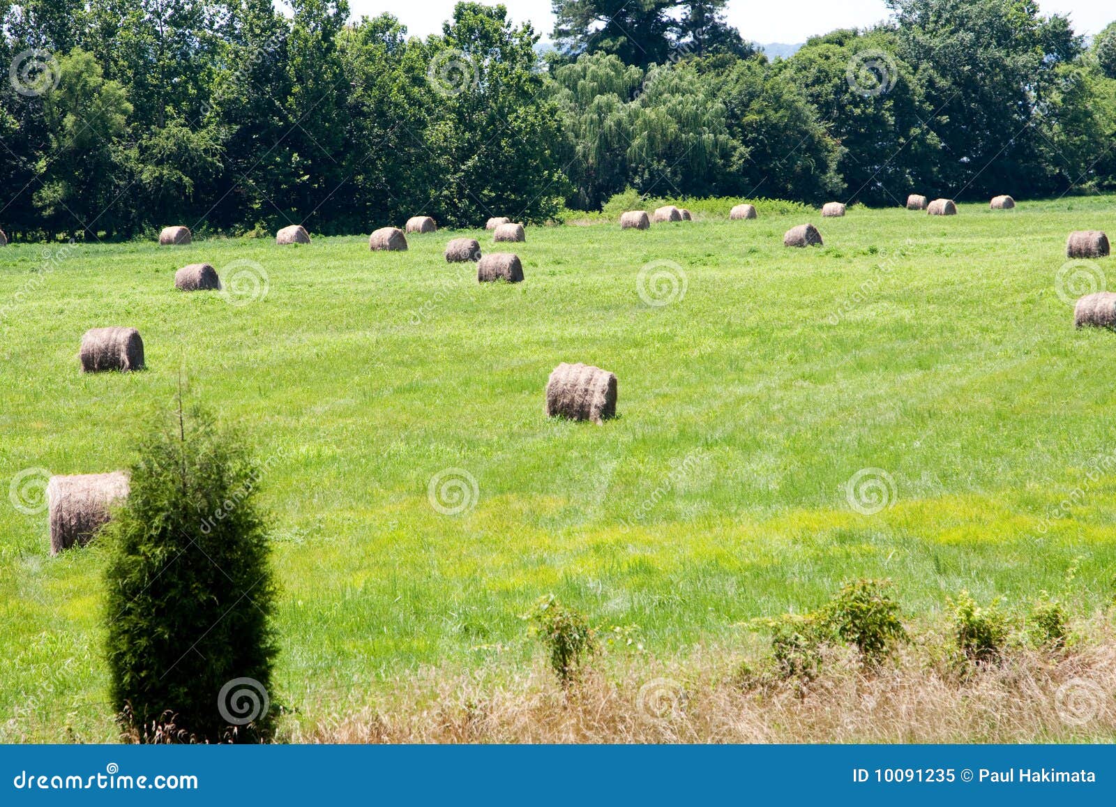Meadow with bales of hay stock image. Image of landscape - 10091235